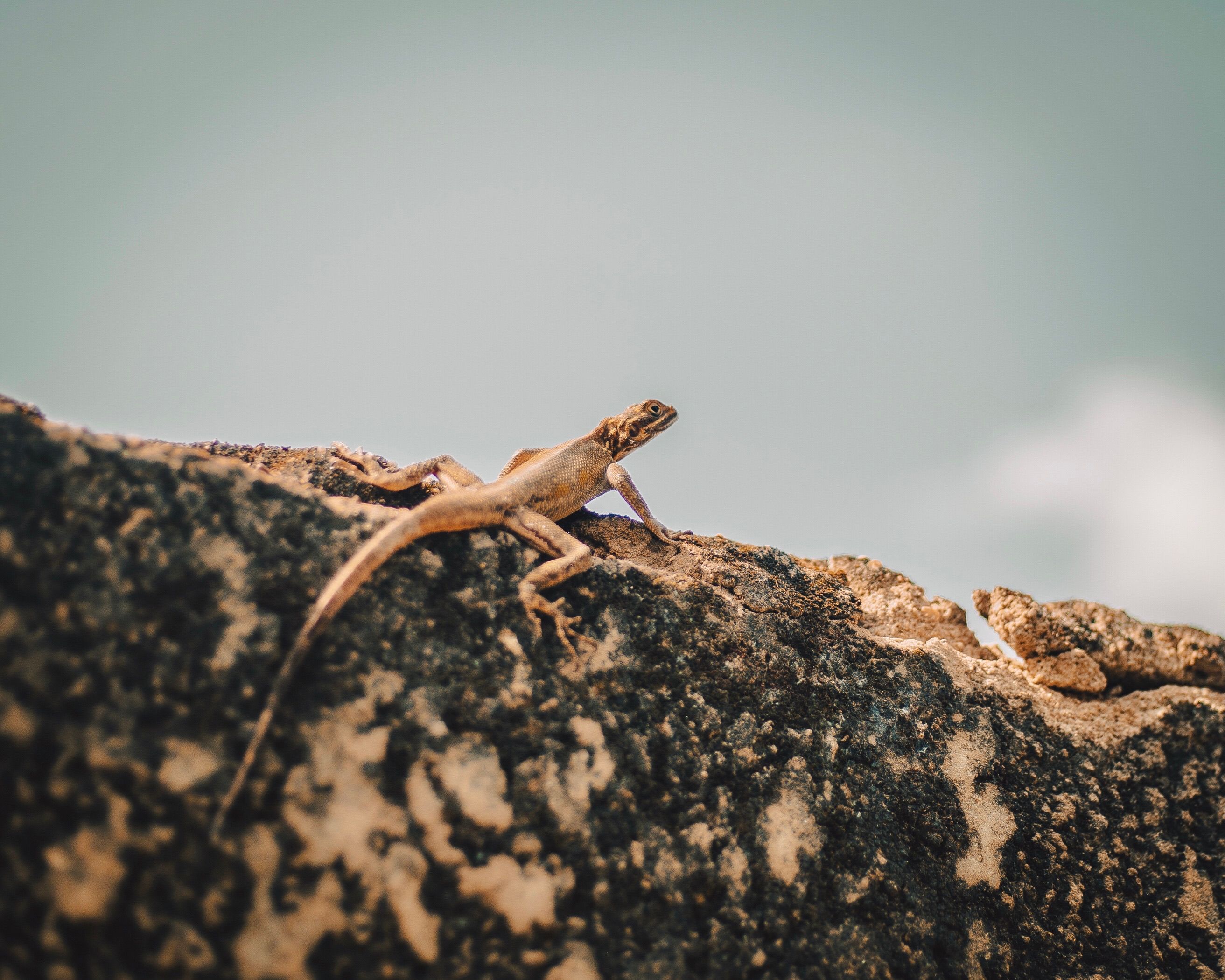 Tom The Lizard Hoppers Photos, Download The BEST Free Tom The Lizard ...
