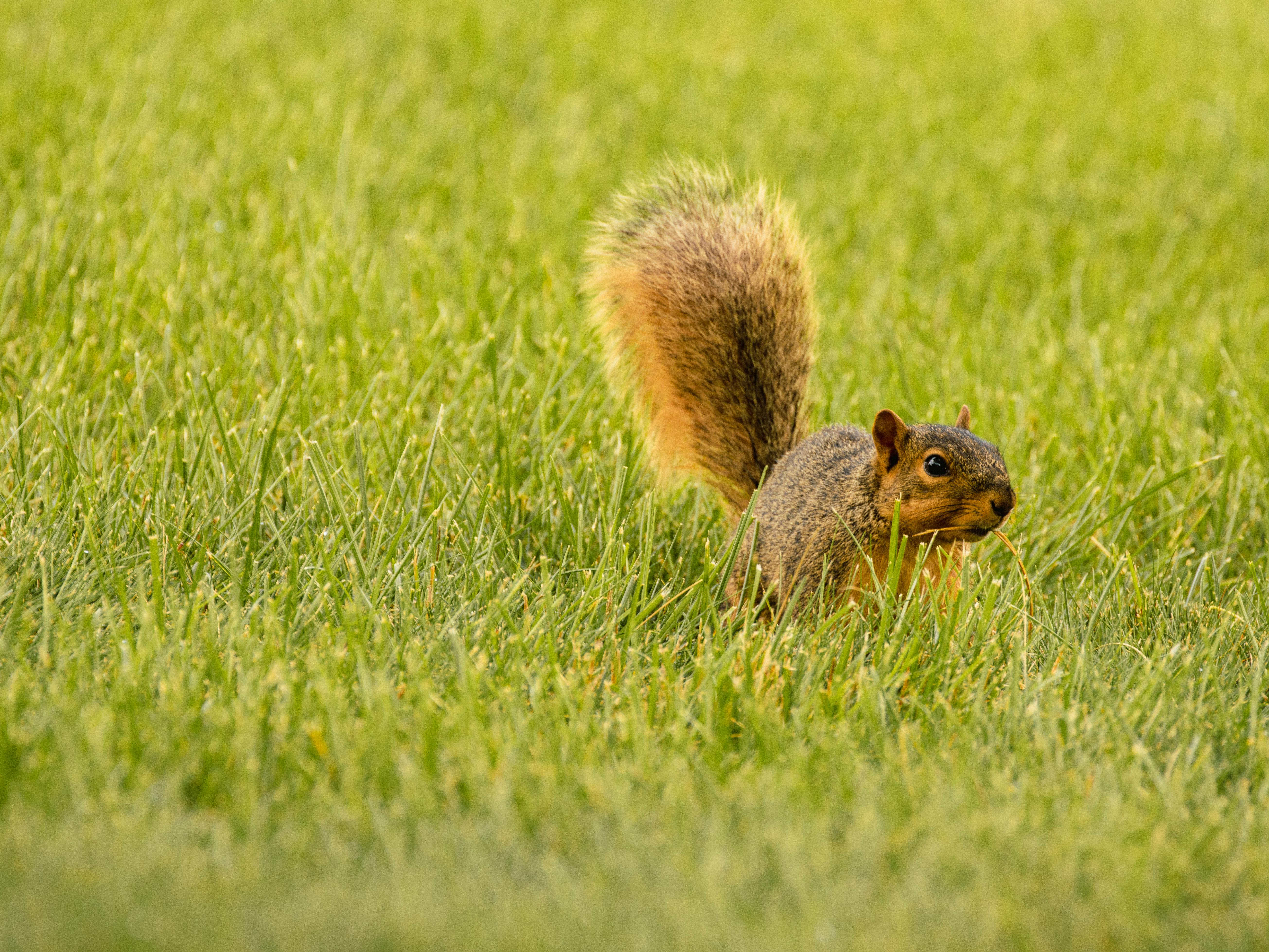 Close-up of an Eastern Gray Squirrel on Lawn · Free Stock Photo