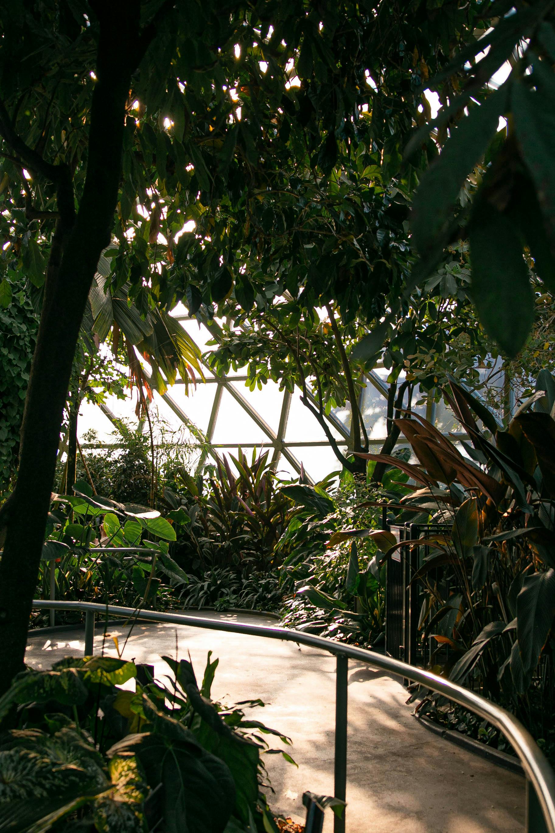 Plants in the Tropical Display Dome in Australia · Free Stock Photo