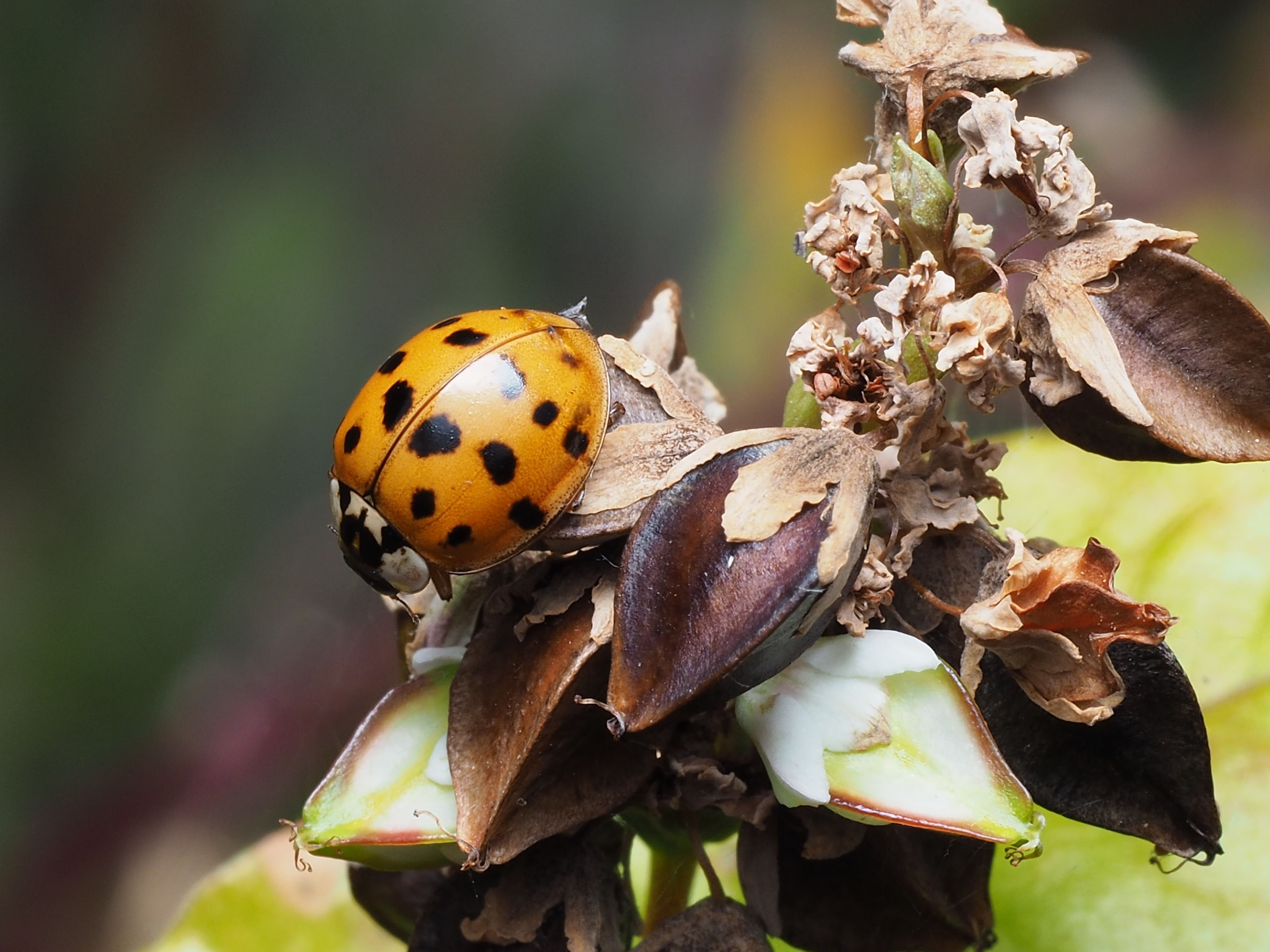 Insects And Plants Photos, Download The BEST Free Insects And Plants ...
