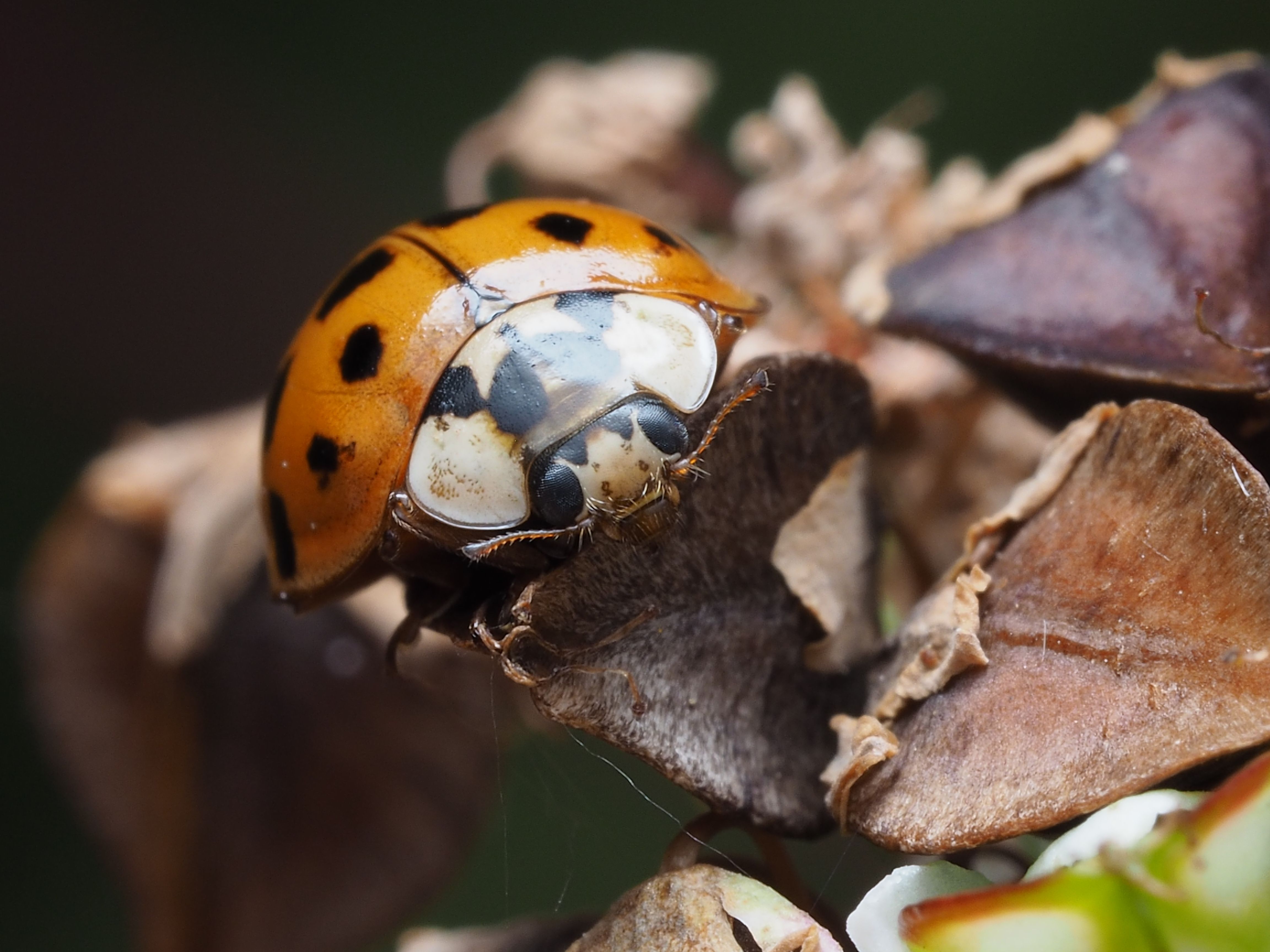 Close-up of a Ladybug on Dried Plant · Free Stock Photo