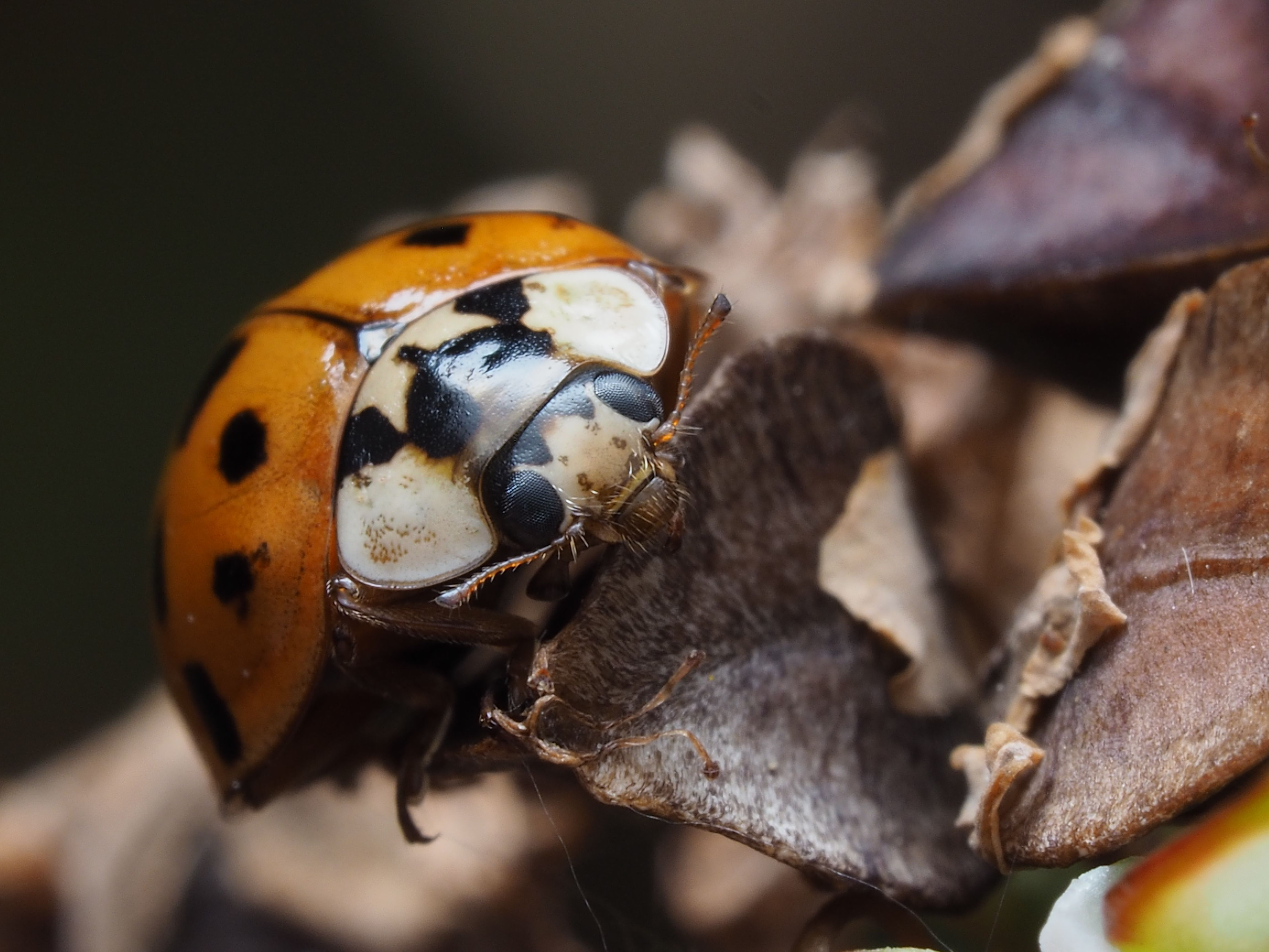 Close-up of a Ladybird Beetle on Dry Leaf Outdoors · Free Stock Photo