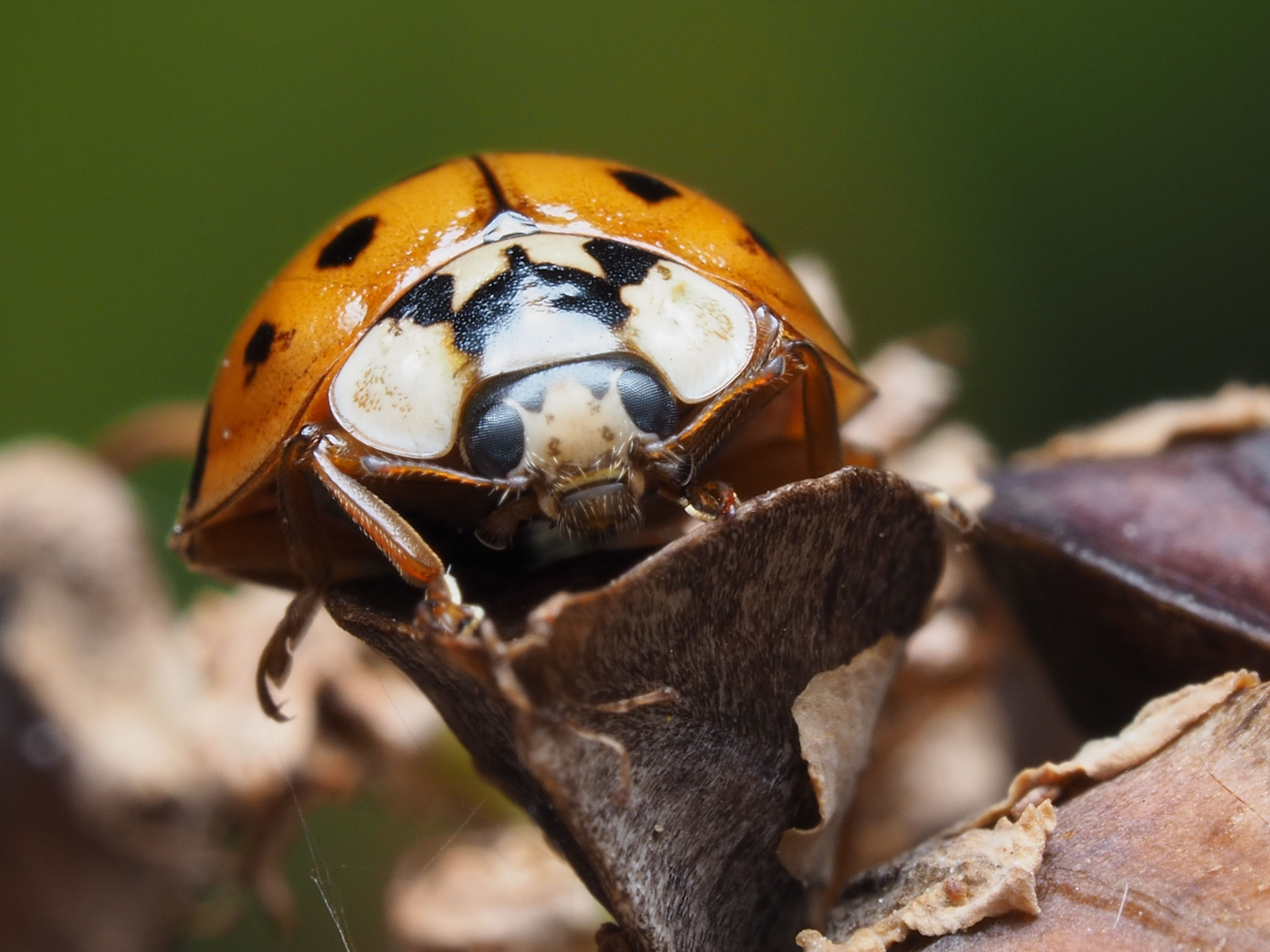 Ladybug Images Photos, Download The BEST Free Ladybug Images Stock ...