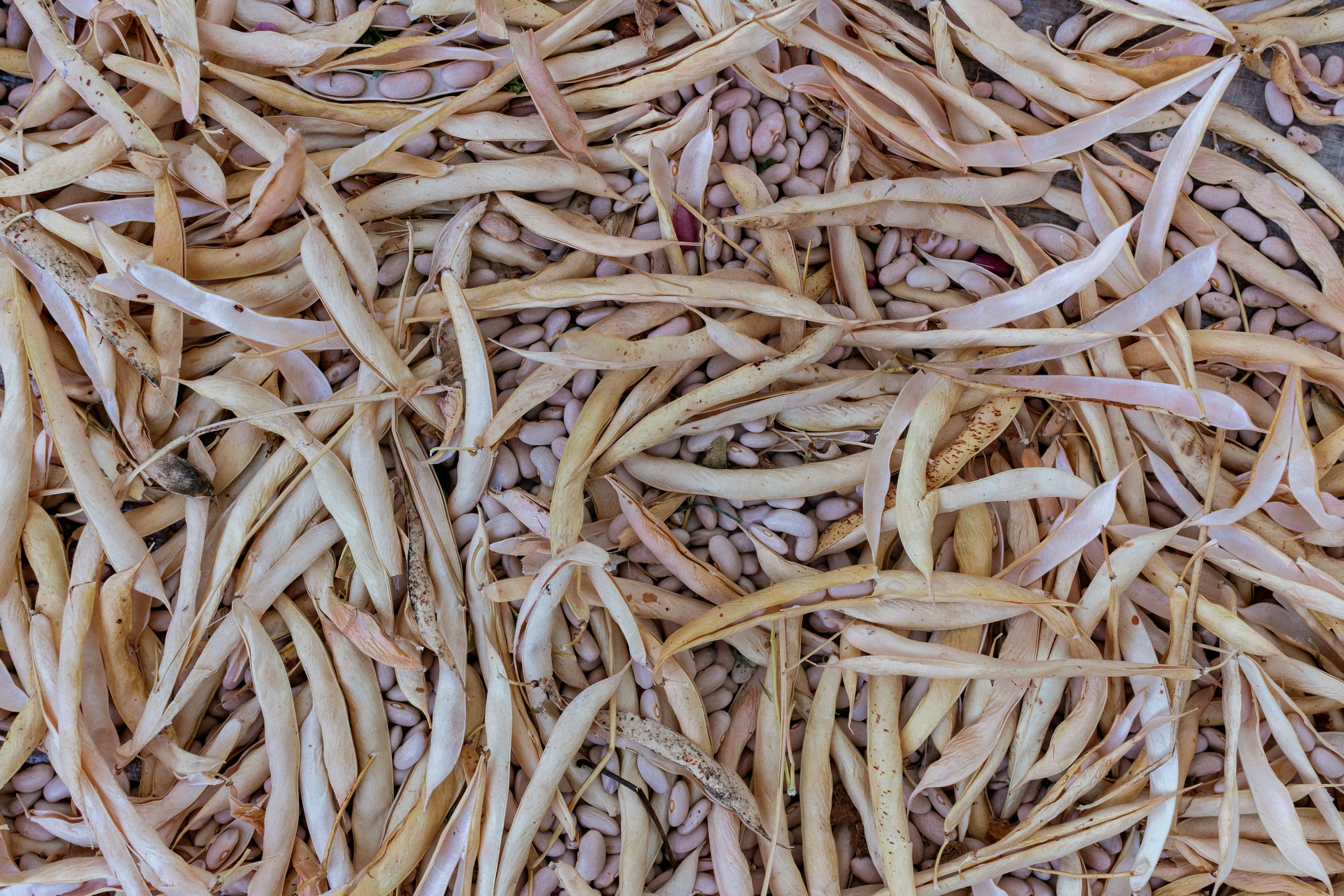 Close-up of Dried Bean Pods with Beans · Free Stock Photo