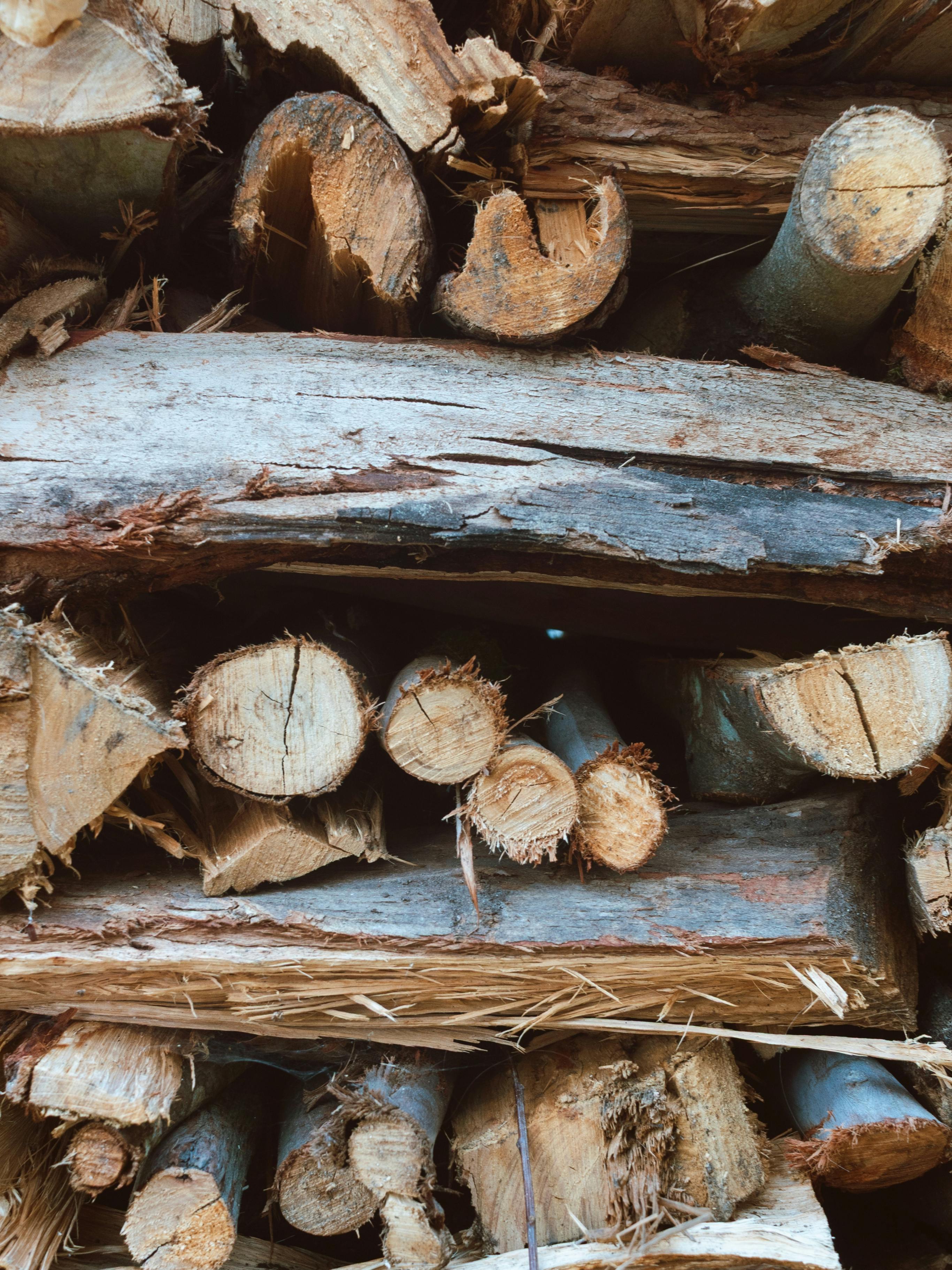 Wooden logs prepared for production of lumber · Free Stock Photo