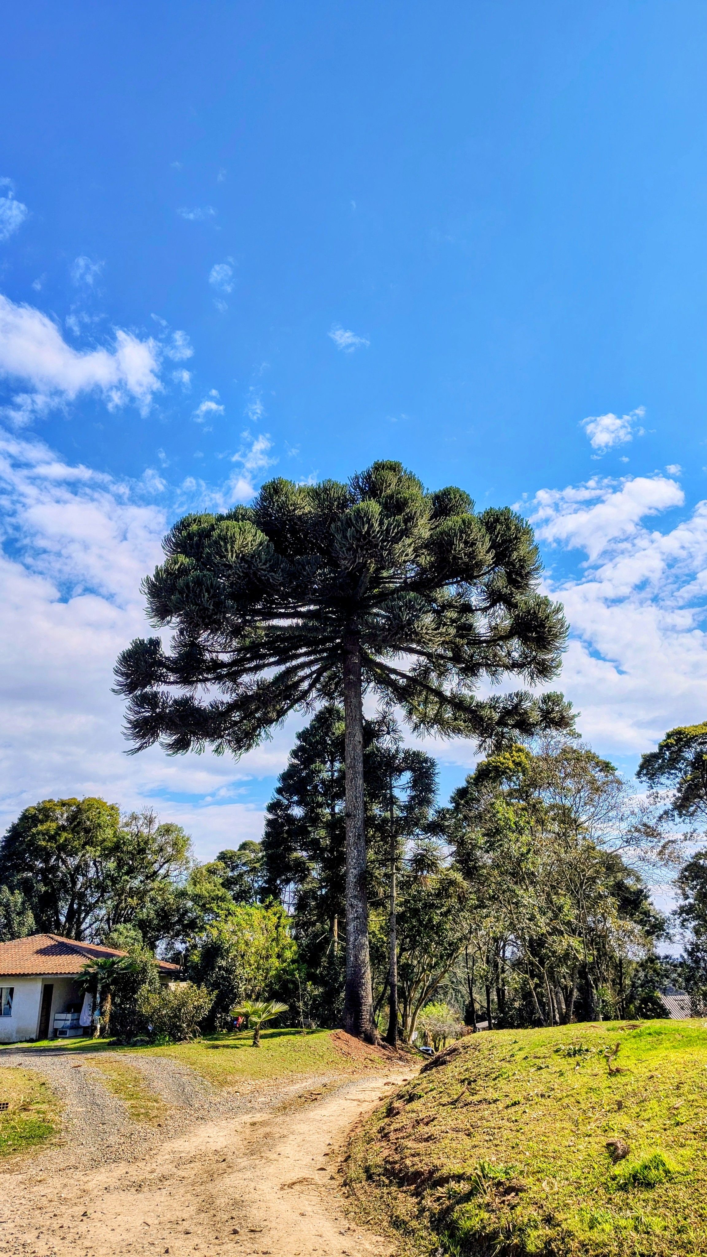 Majestic Araucaria Tree in Brazilian Countryside · Free Stock Photo