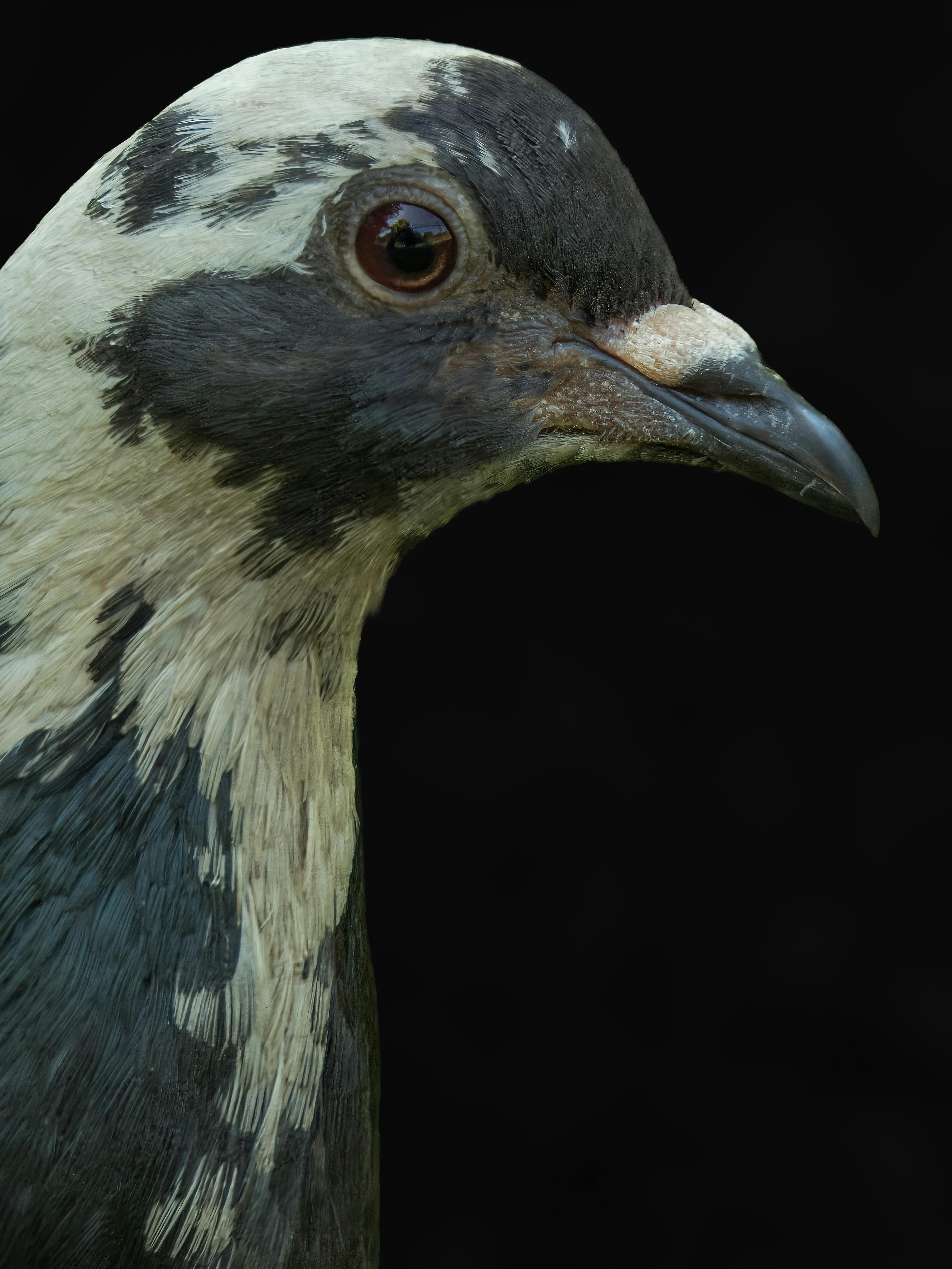 Wild Pigeon Photos, Download The BEST Free Wild Pigeon Stock Photos ...