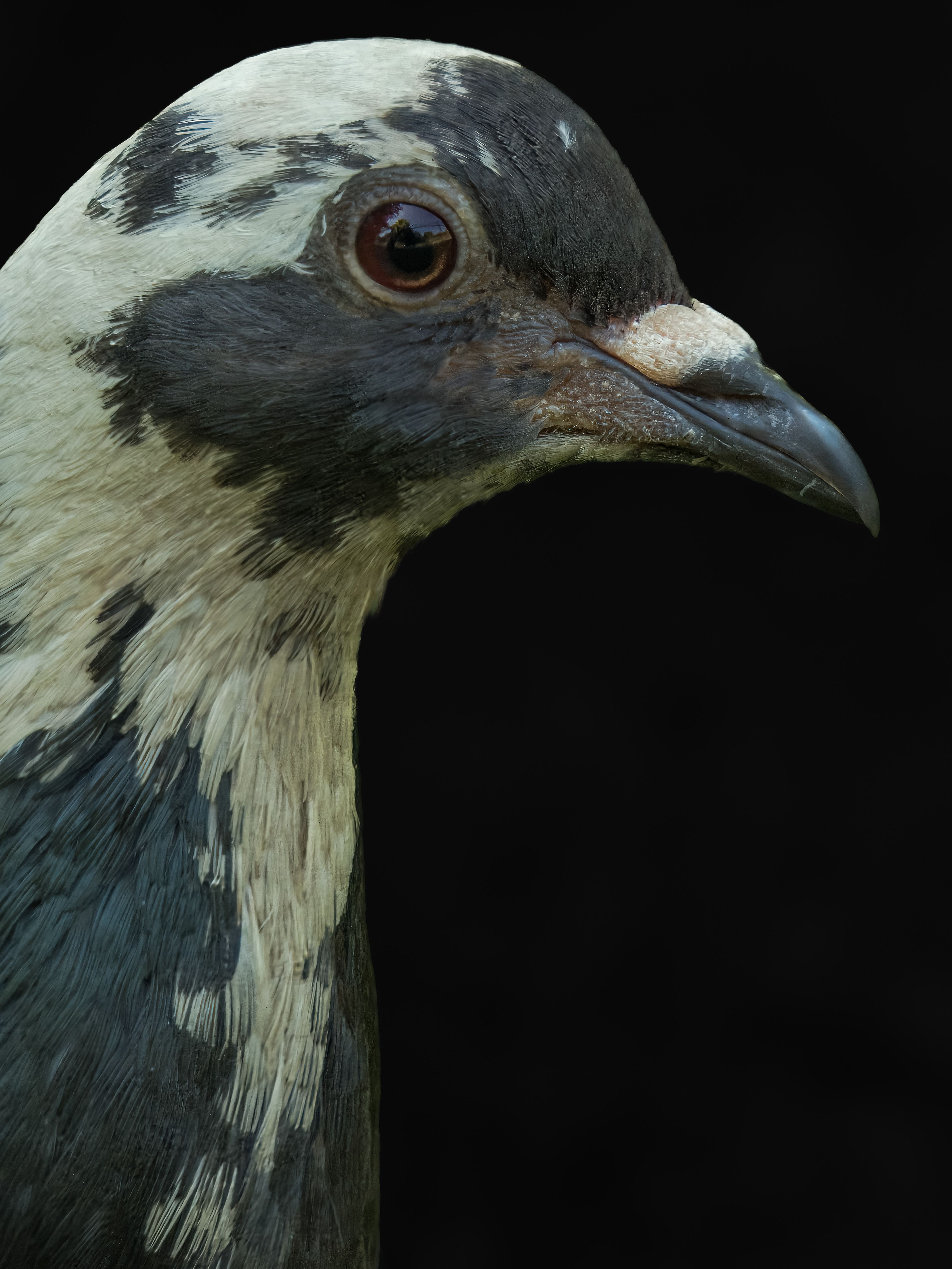 Pigeon Face Photos, Download The BEST Free Pigeon Face Stock Photos ...