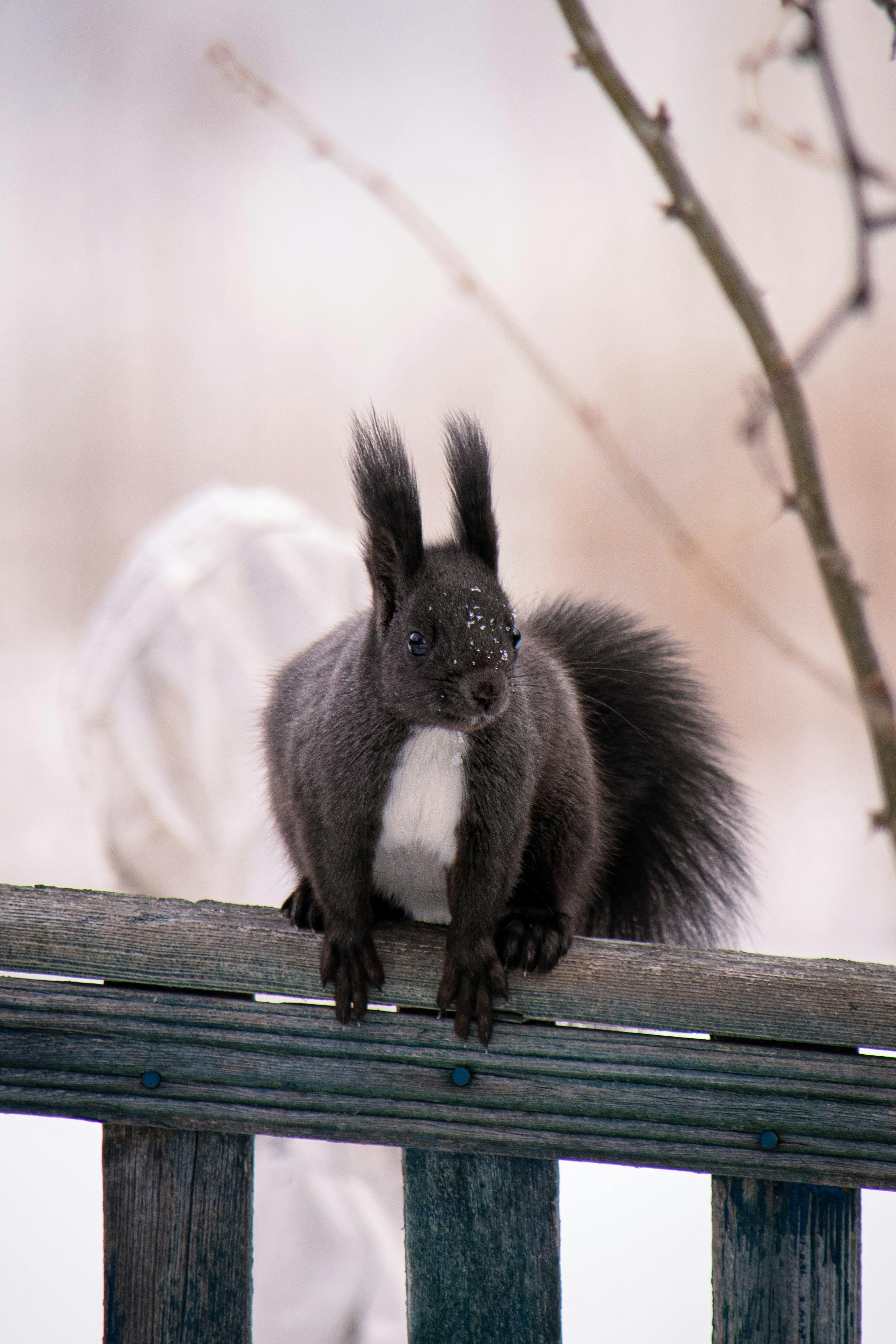 Eurasian Red Squirrel Photos, Download The BEST Free Eurasian Red ...