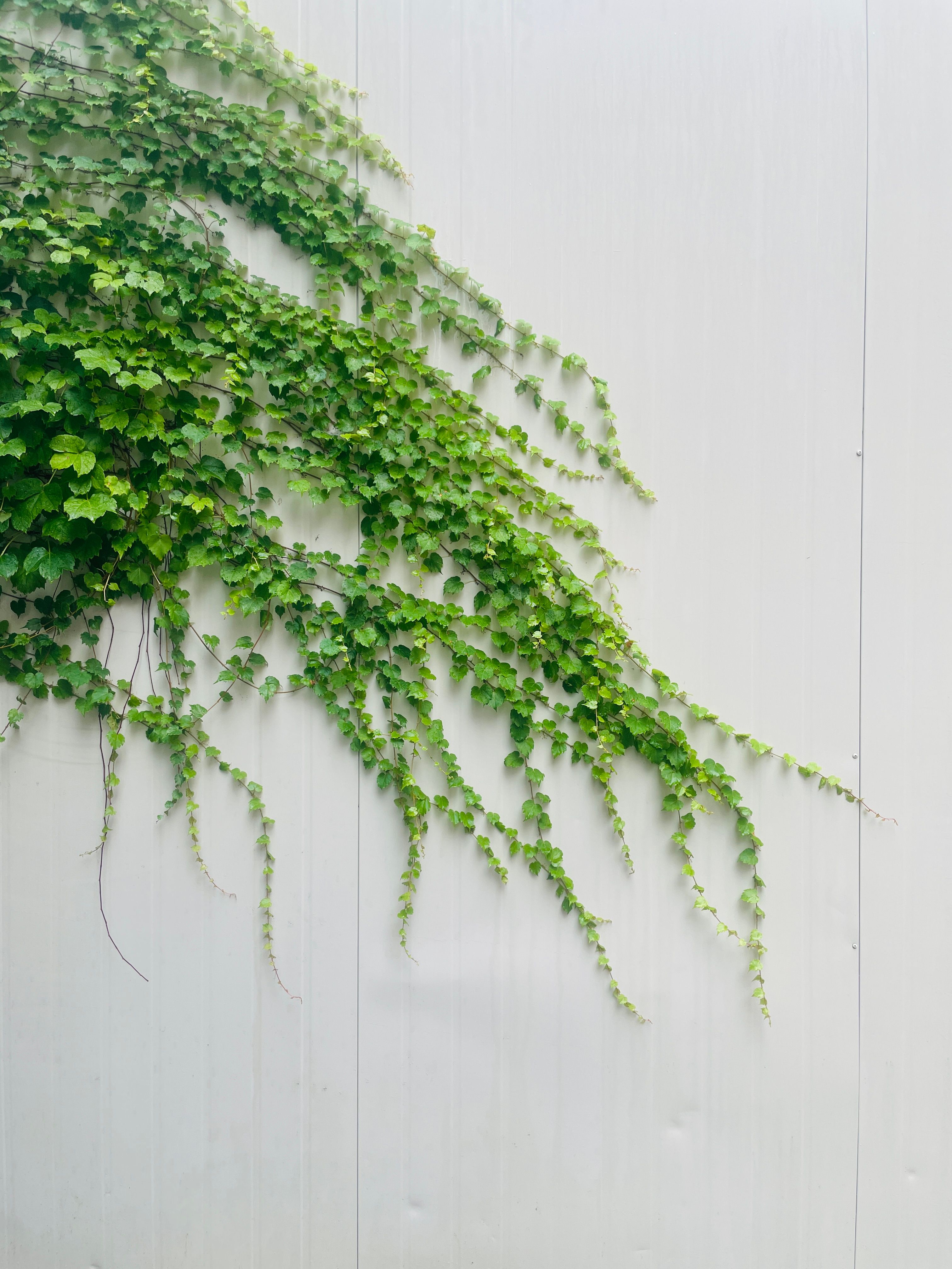 Cascading Ivy on Minimalist White Wall · Free Stock Photo