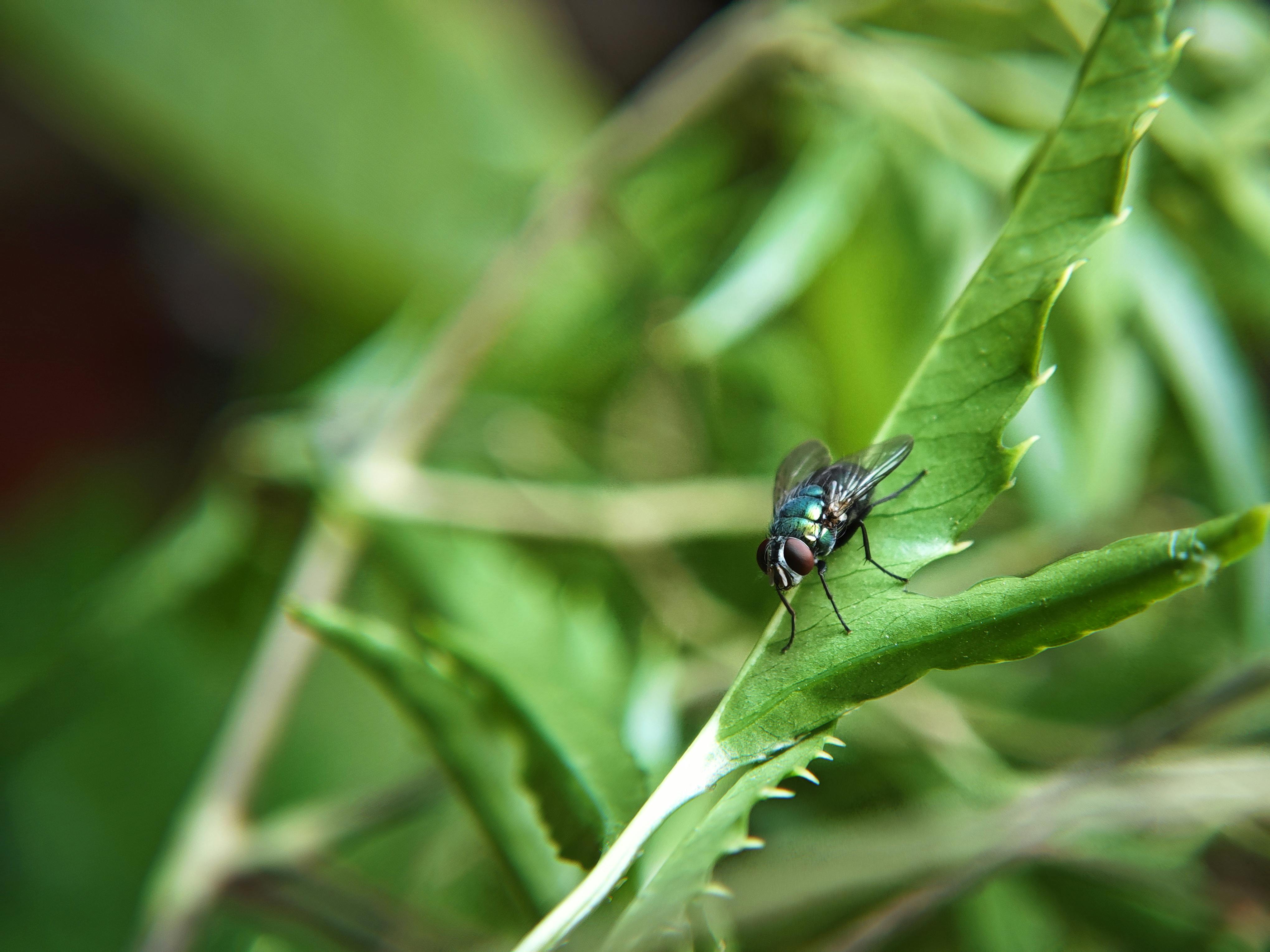 Insect with red compound eyes · Free Stock Photo