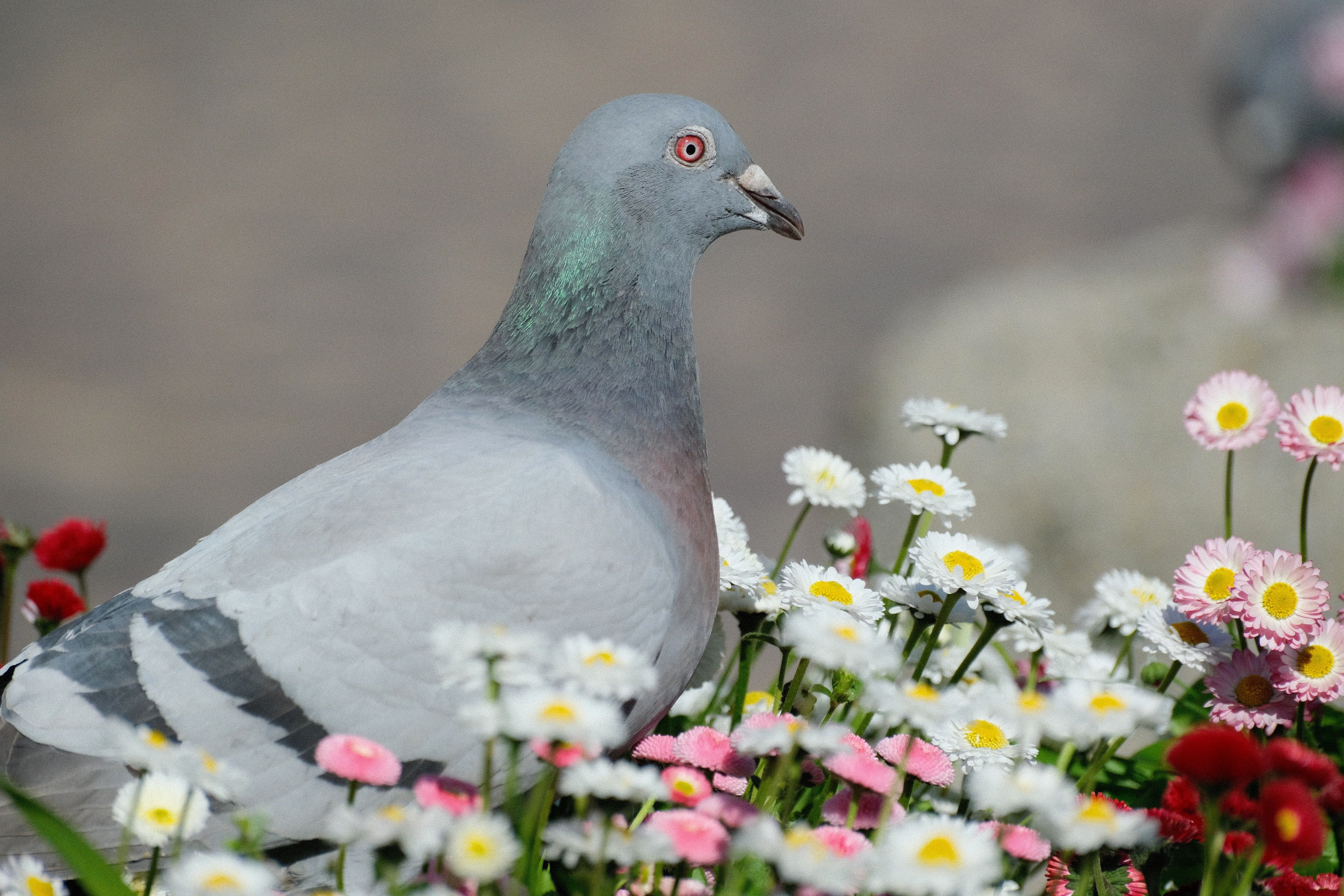 Close-Up of Pigeon Among Colorful Flowers · Free Stock Photo