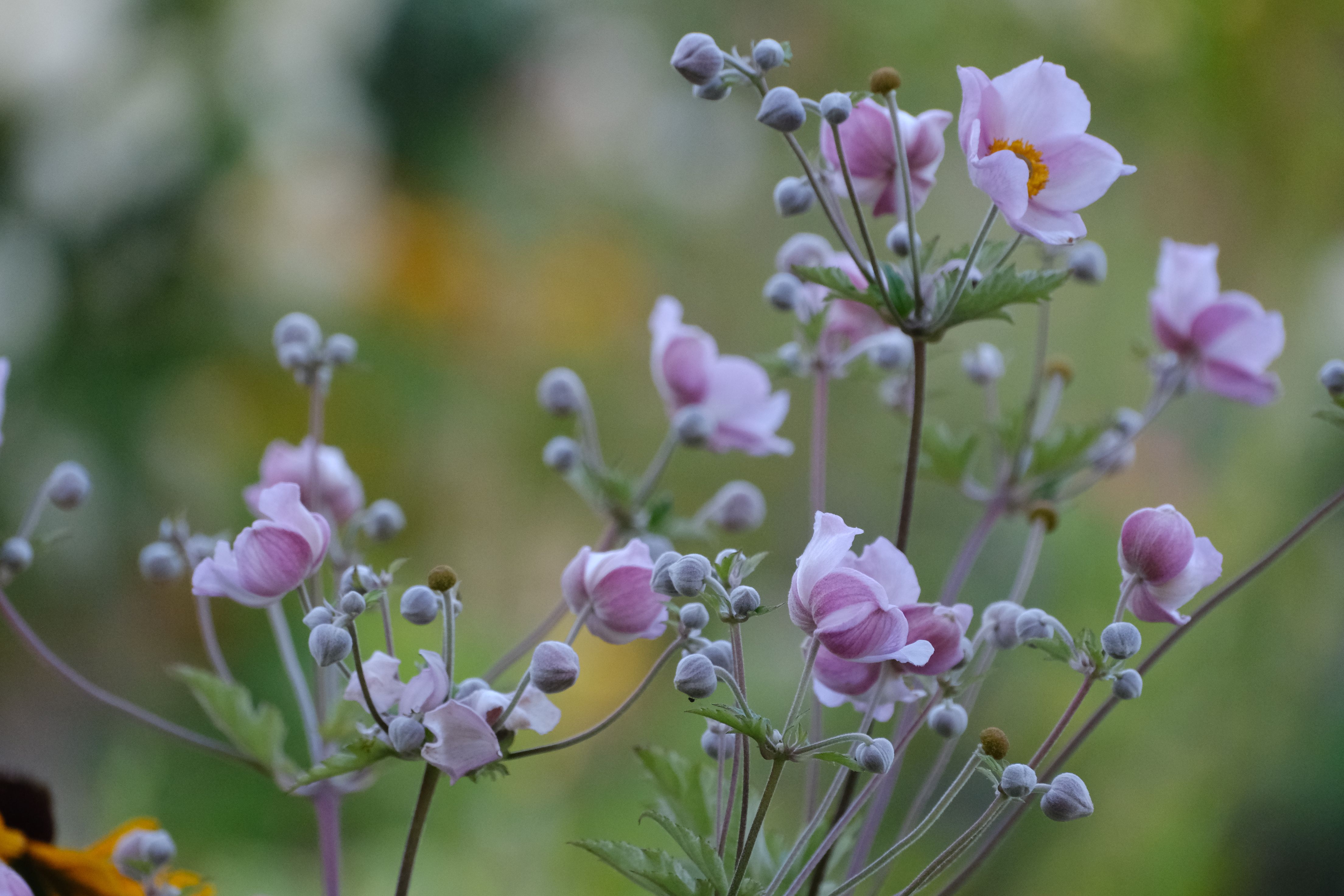 Beautiful Japanese Anemones in Bloom · Free Stock Photo