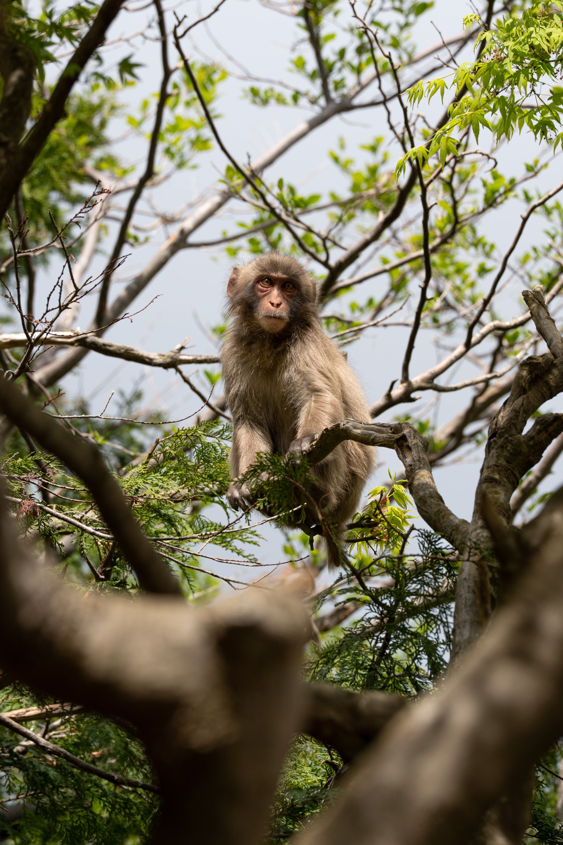 Animals In The Jungle Photos, Download The BEST Free Animals In The ...