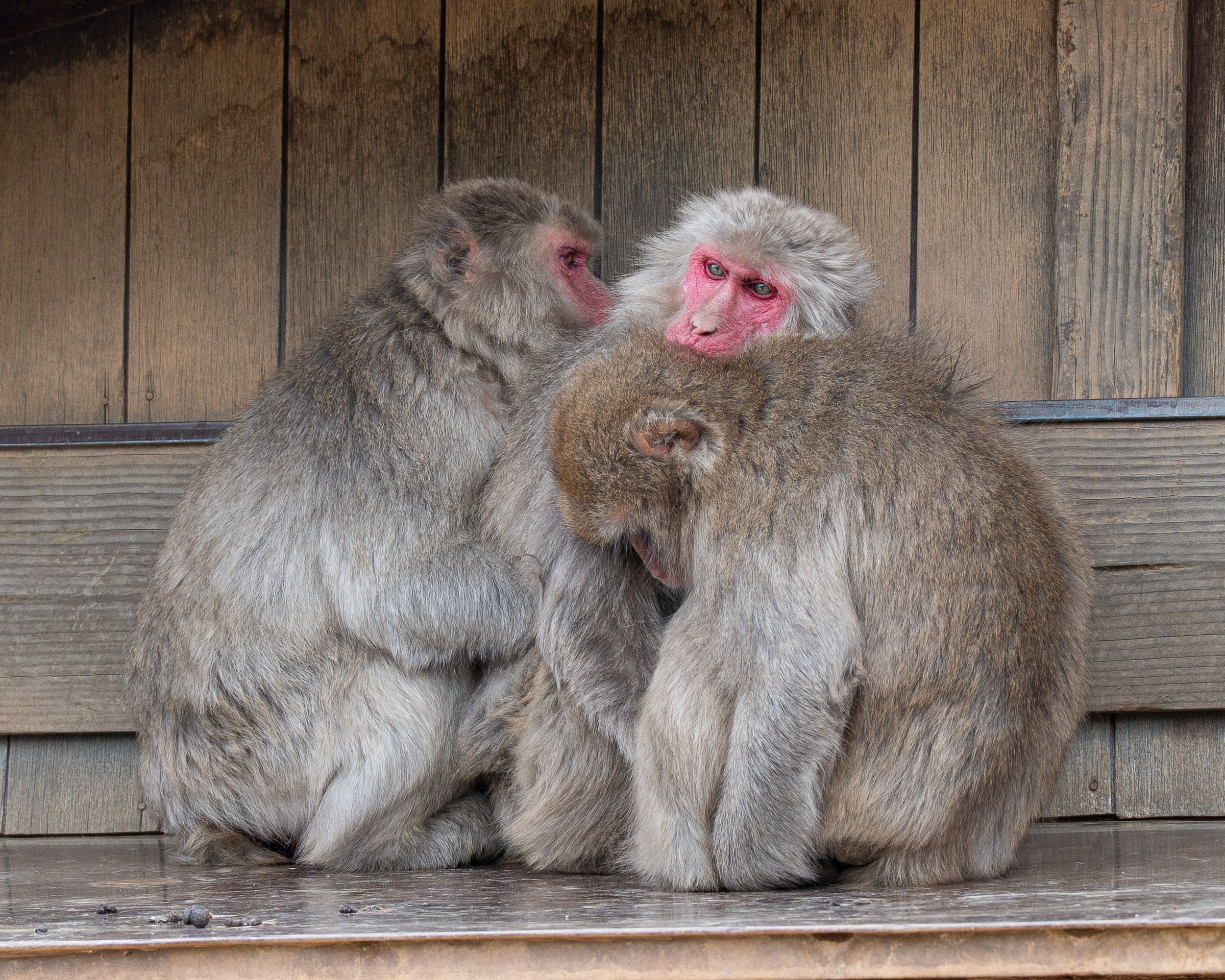 Japanese Macaques in Kyoto Sanctuary · Free Stock Photo