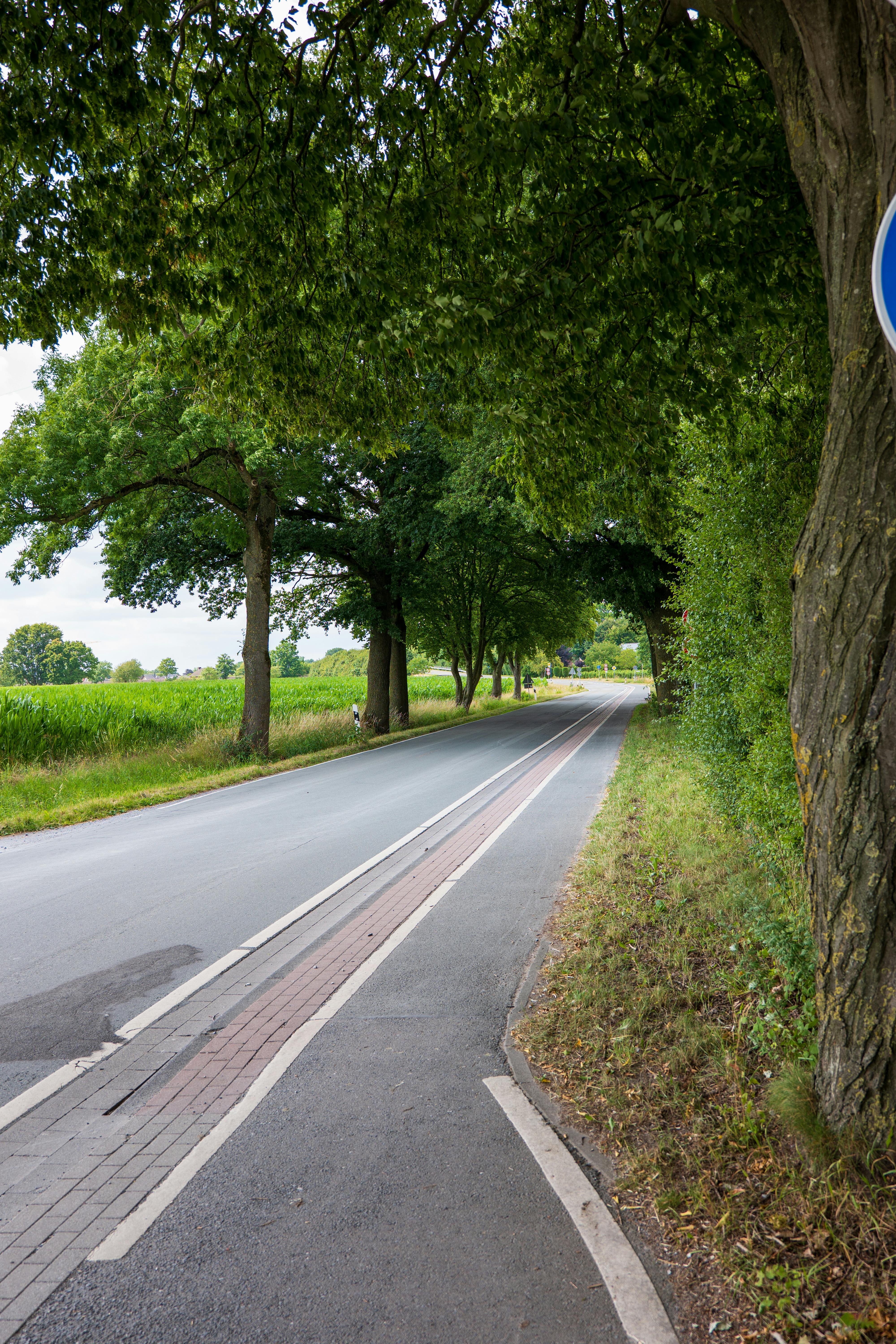 Roadside Greenery Photos, Download The BEST Free Roadside Greenery ...