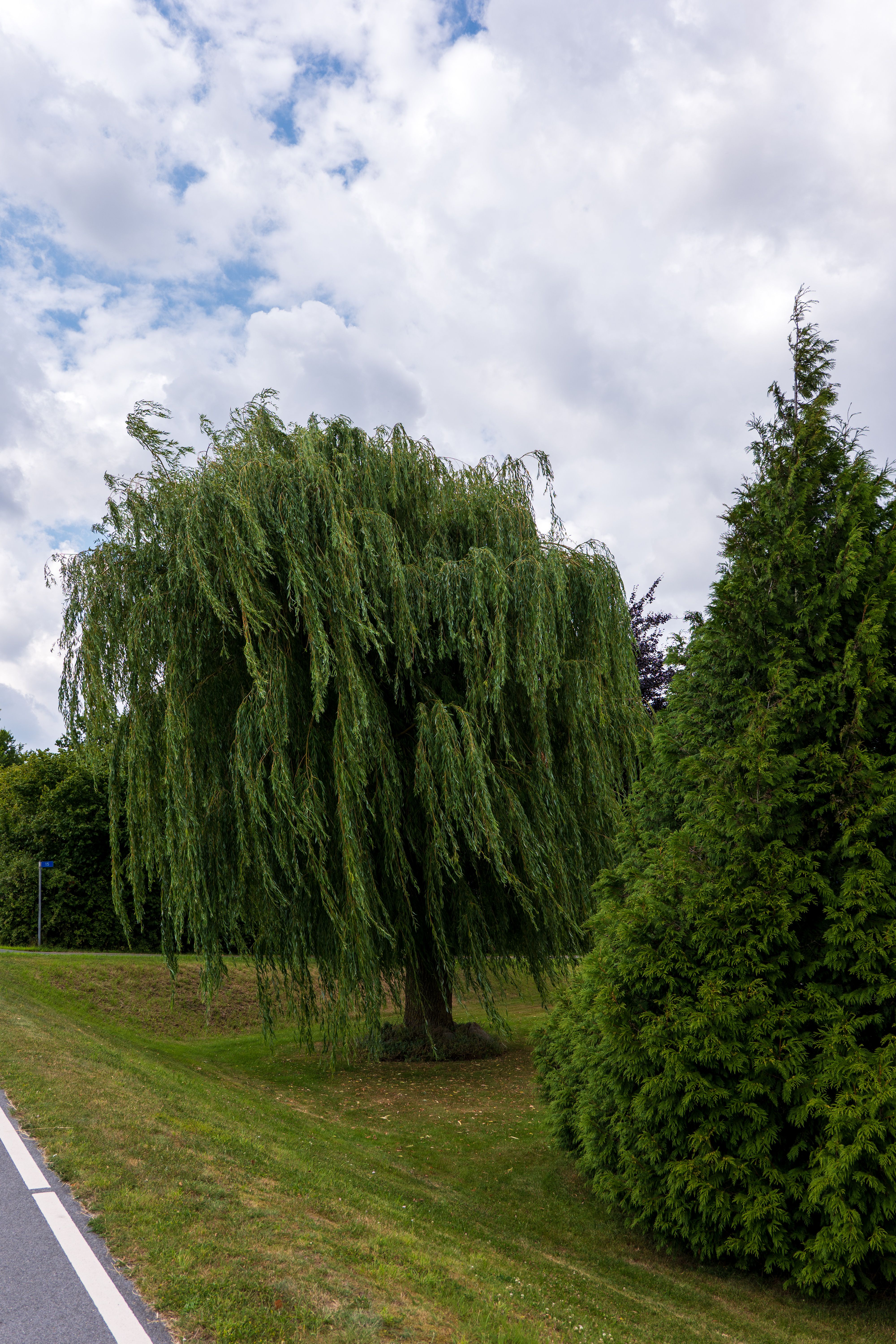 Lush Willow Tree on a Sunny Day · Free Stock Photo