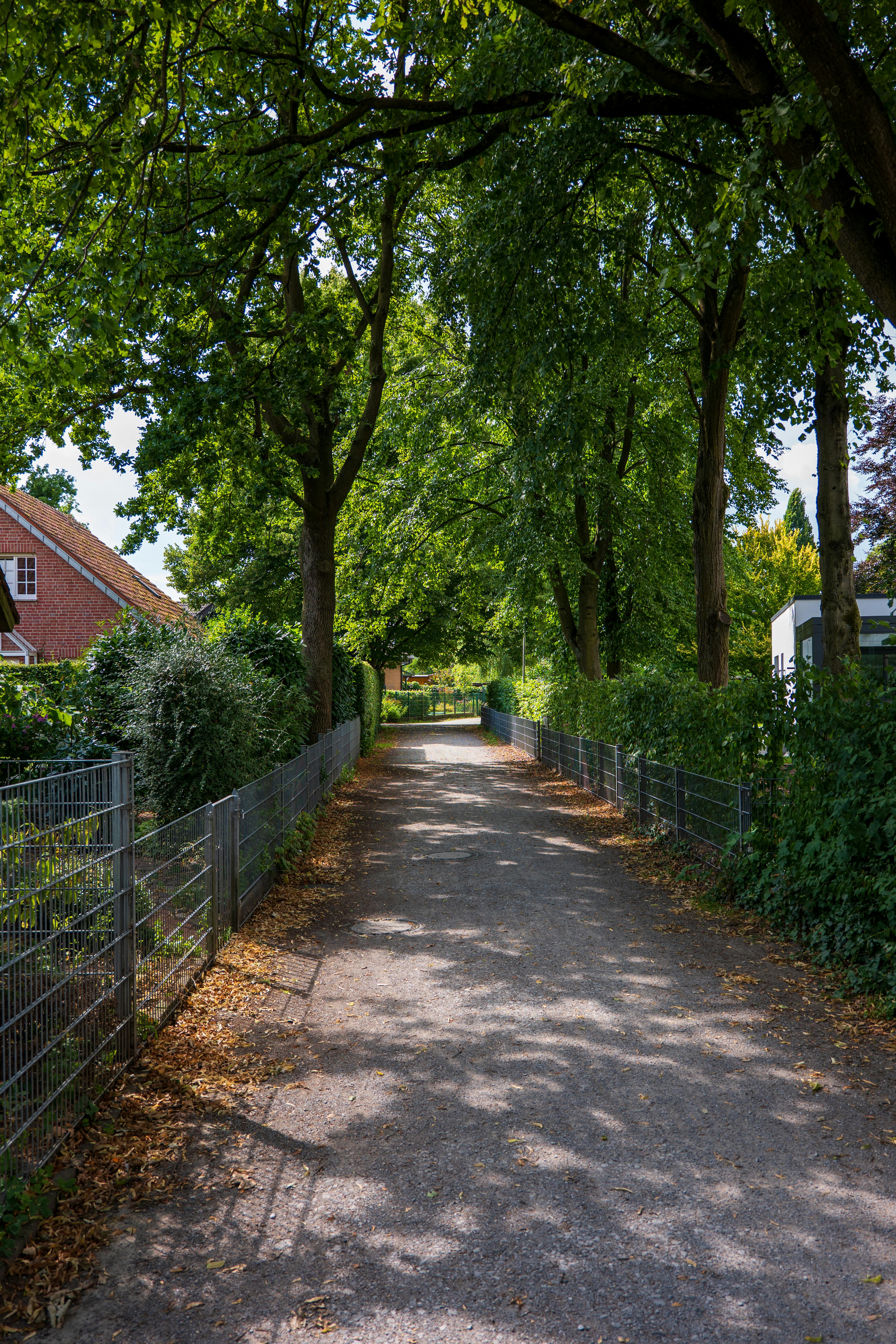 Tranquil Tree-Lined Country Pathway in Summer · Free Stock Photo
