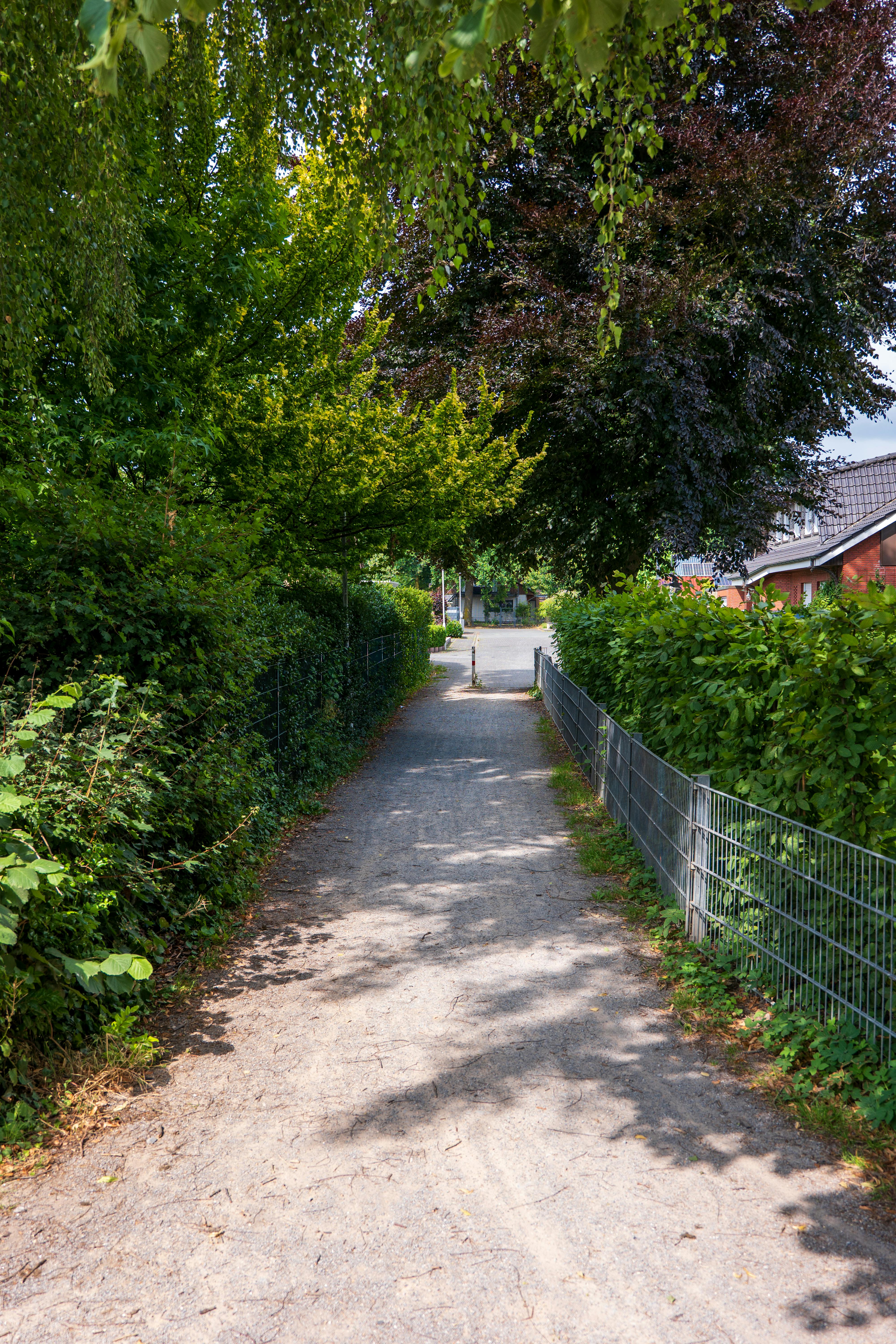 Sunny Pathway Through Lush Greenery · Free Stock Photo