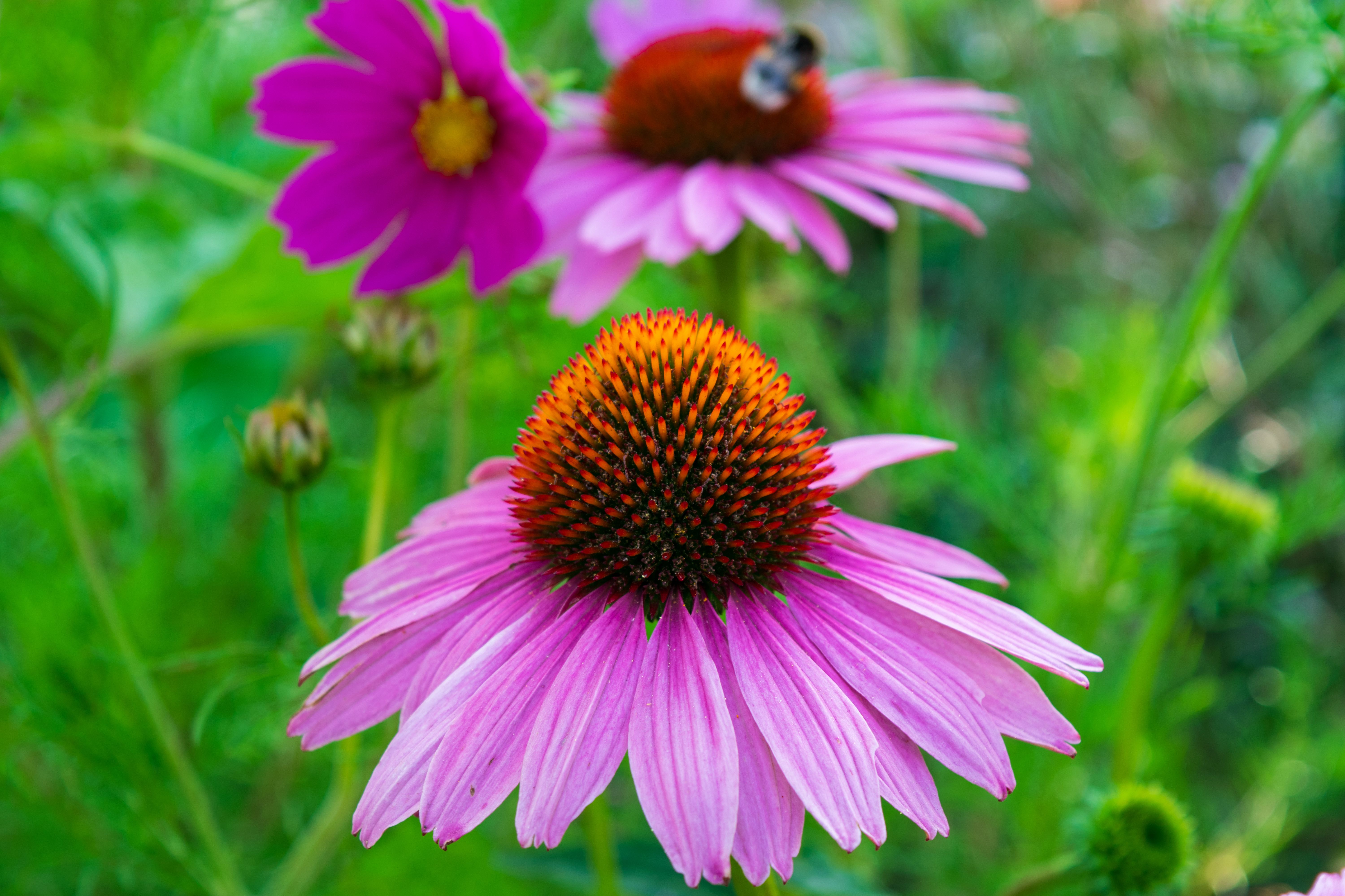 Vibrant Pink Coneflowers in Bloom Outdoors · Free Stock Photo