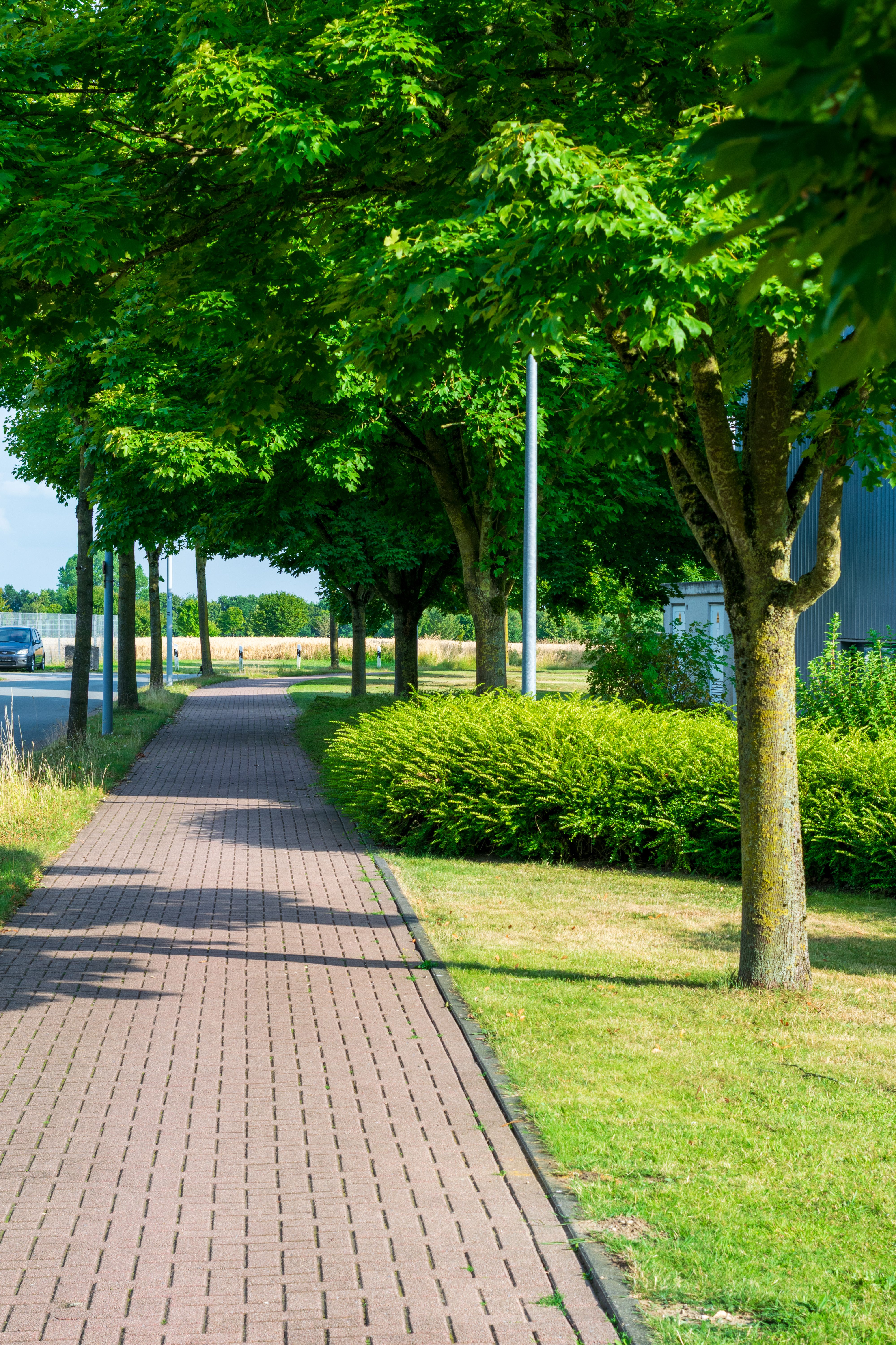 Sunny Tree-Lined Pathway in Summer · Free Stock Photo