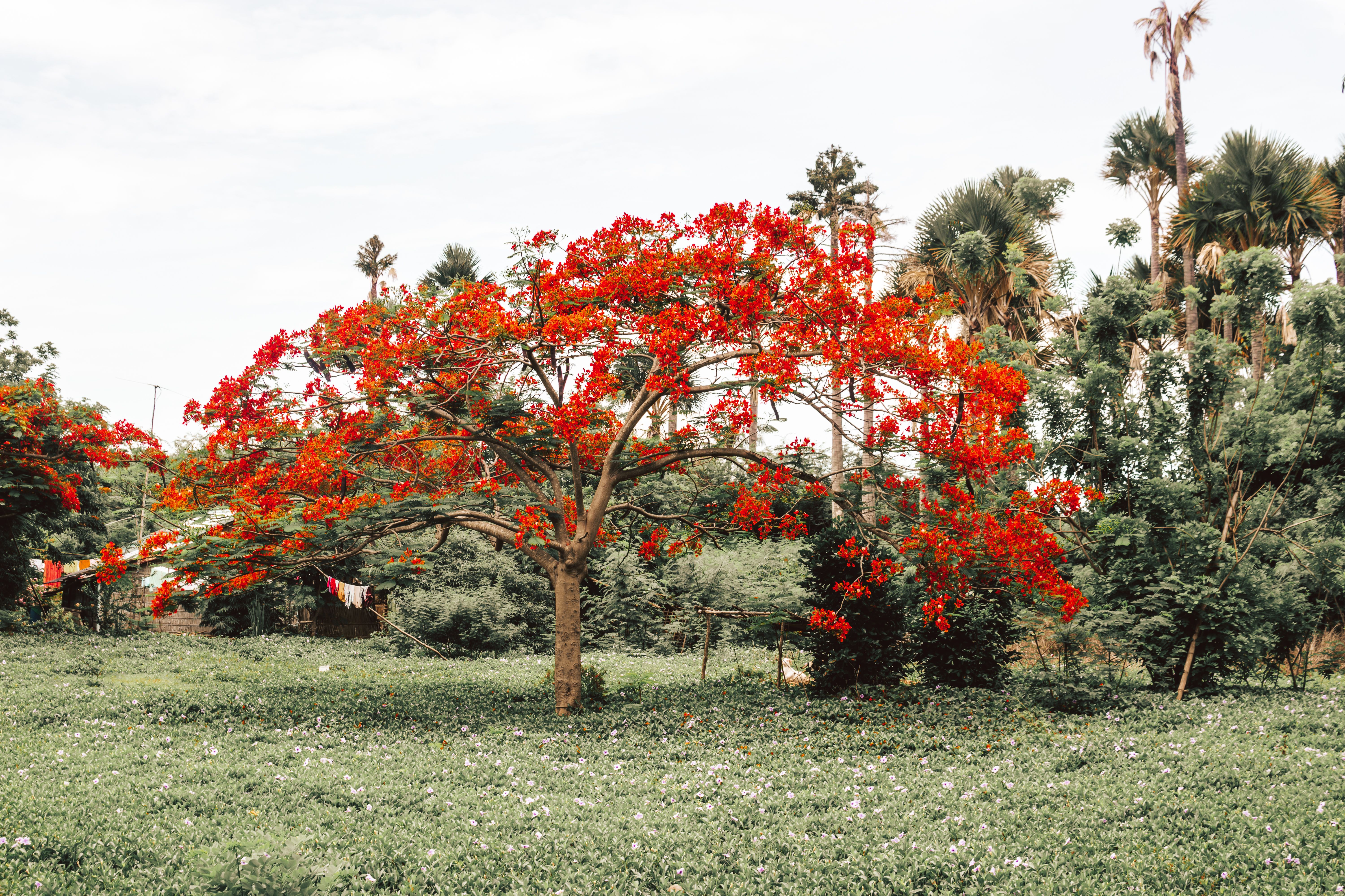 Vibrant Flame Tree in Lush Green Landscape · Free Stock Photo