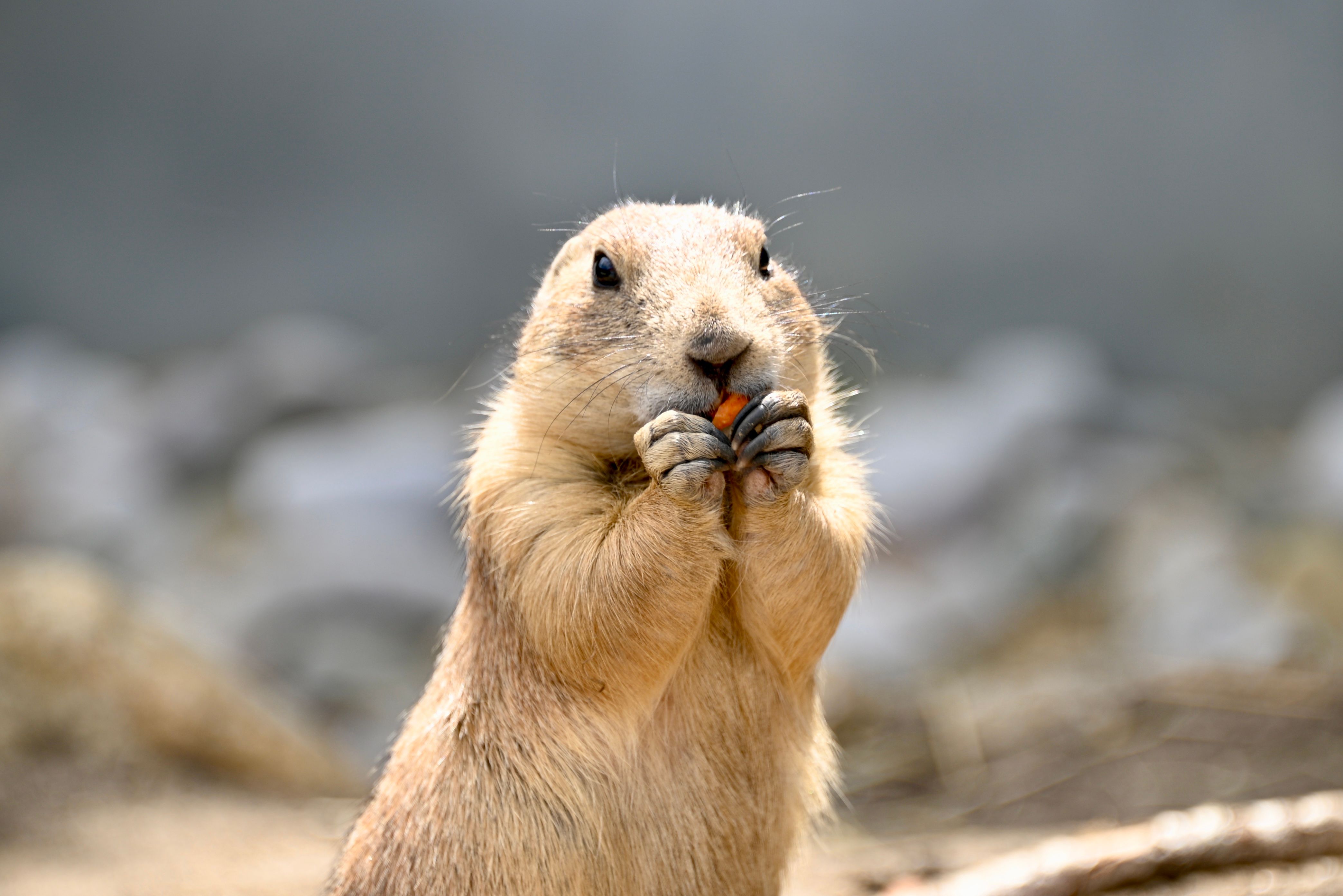 Close-up of a Prairie Dog Eating Carrot · Free Stock Photo