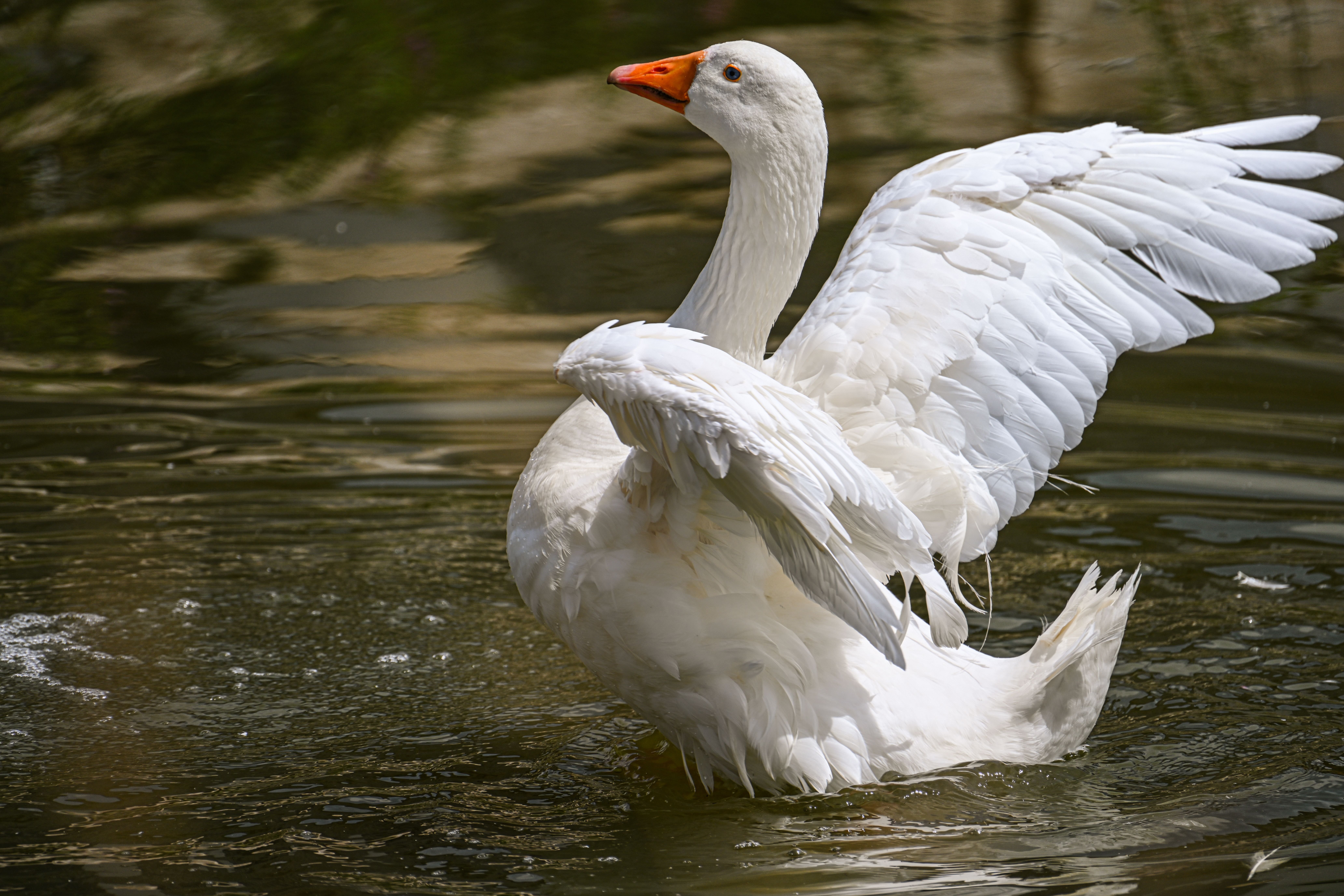 Majestic White Goose Stretching its Wings in Water · Free Stock Photo