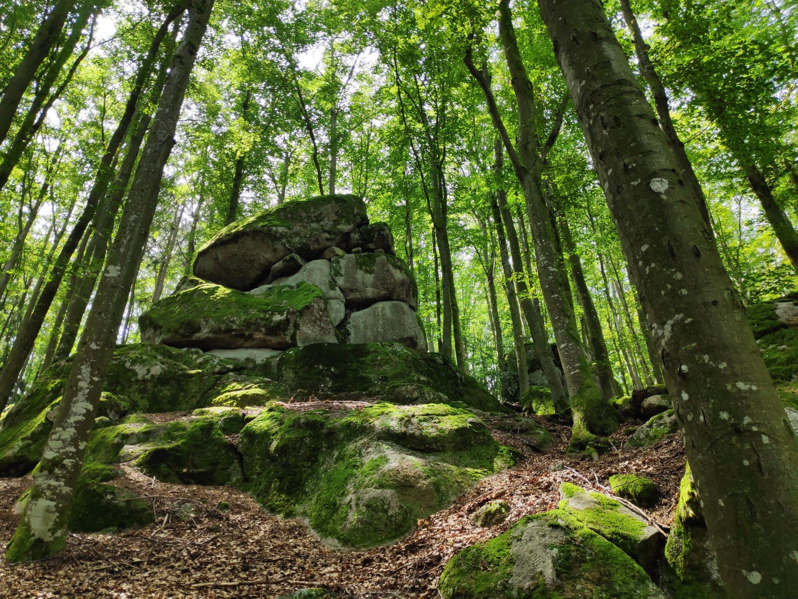 Forest With Rocks Photos, Download The BEST Free Forest With Rocks ...