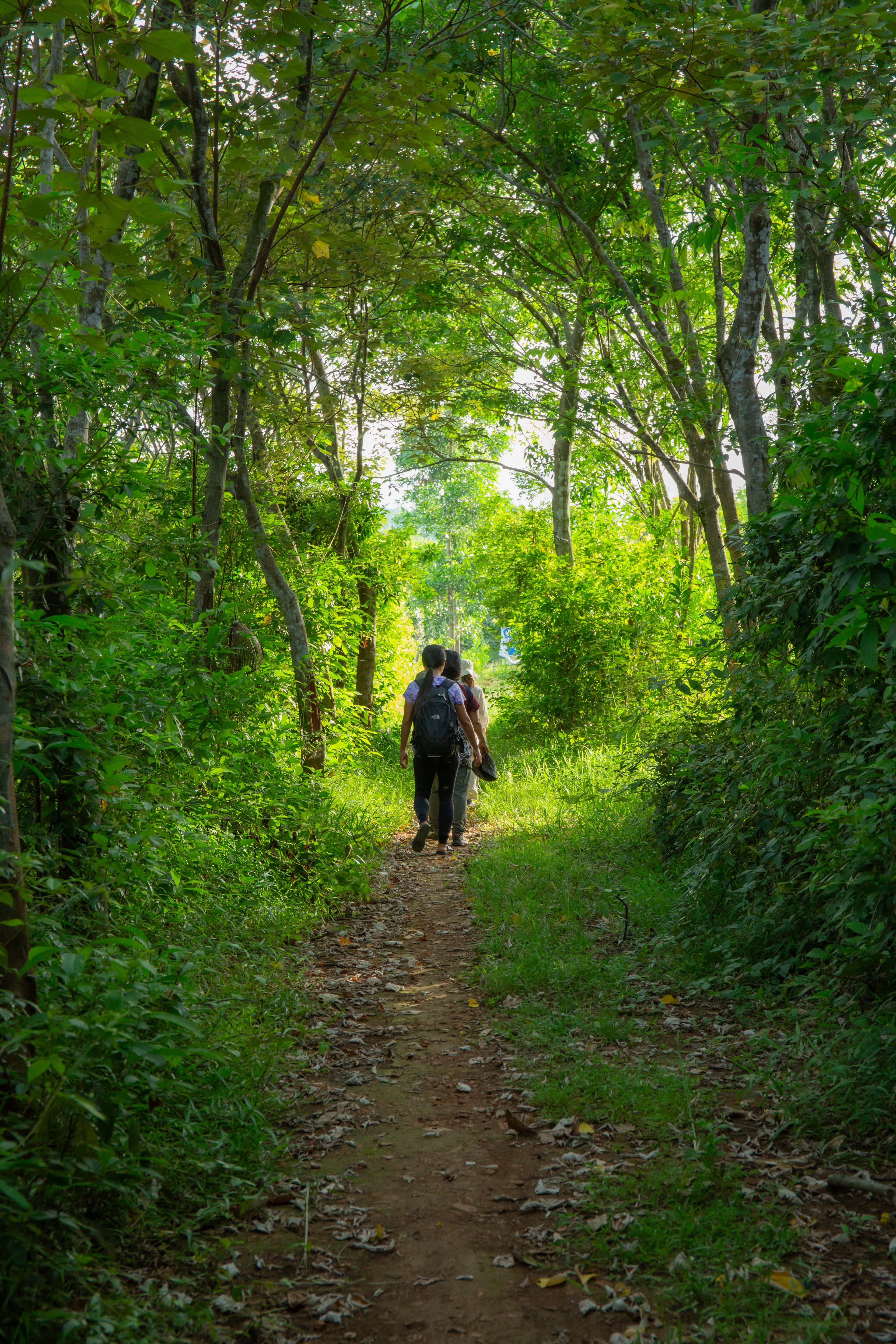 Nature Trail Hike Through Lush Green Forest · Free Stock Photo