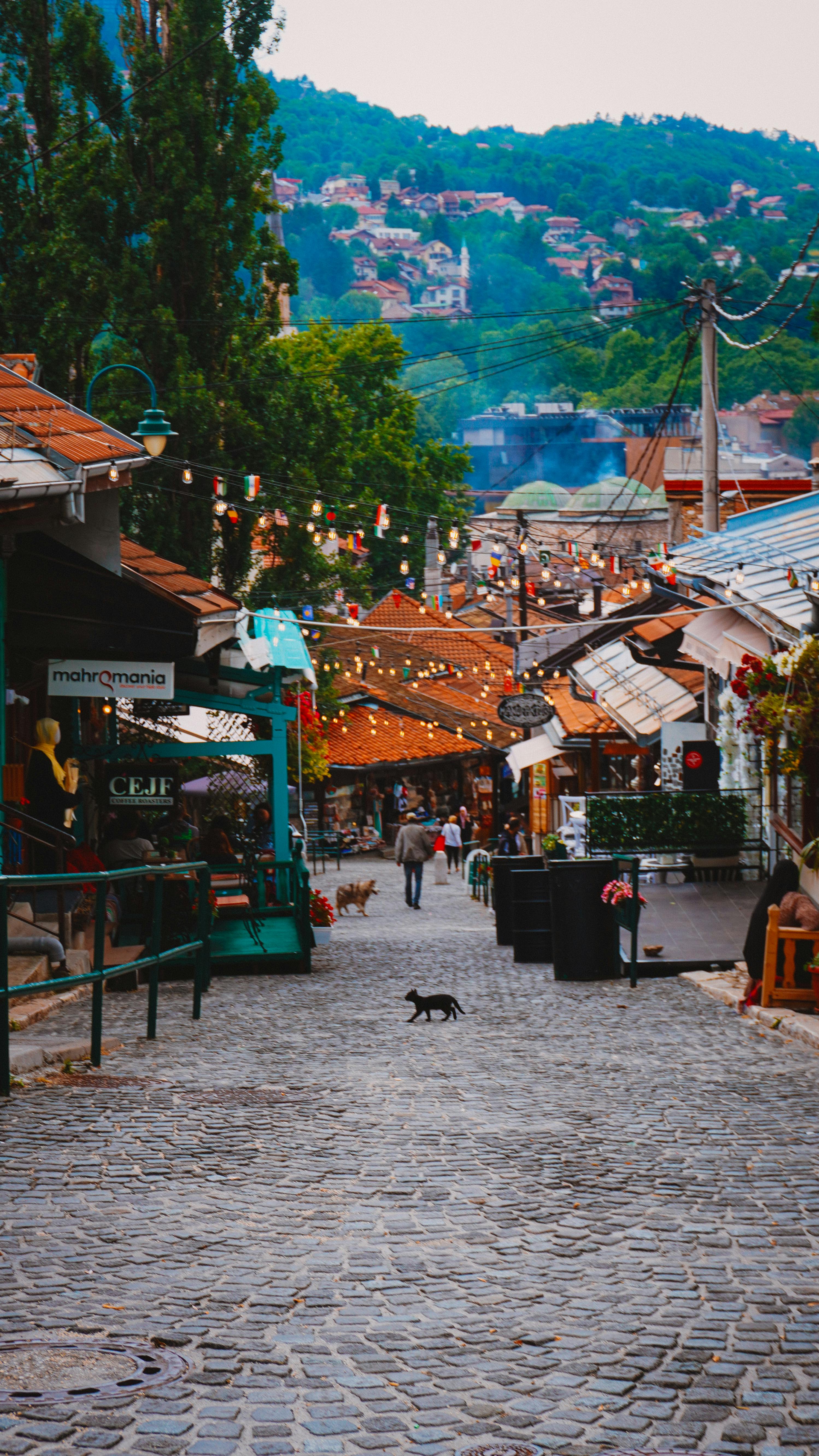 Cat Agaclari Photos, Download The BEST Free Cat Agaclari Stock Photos ...