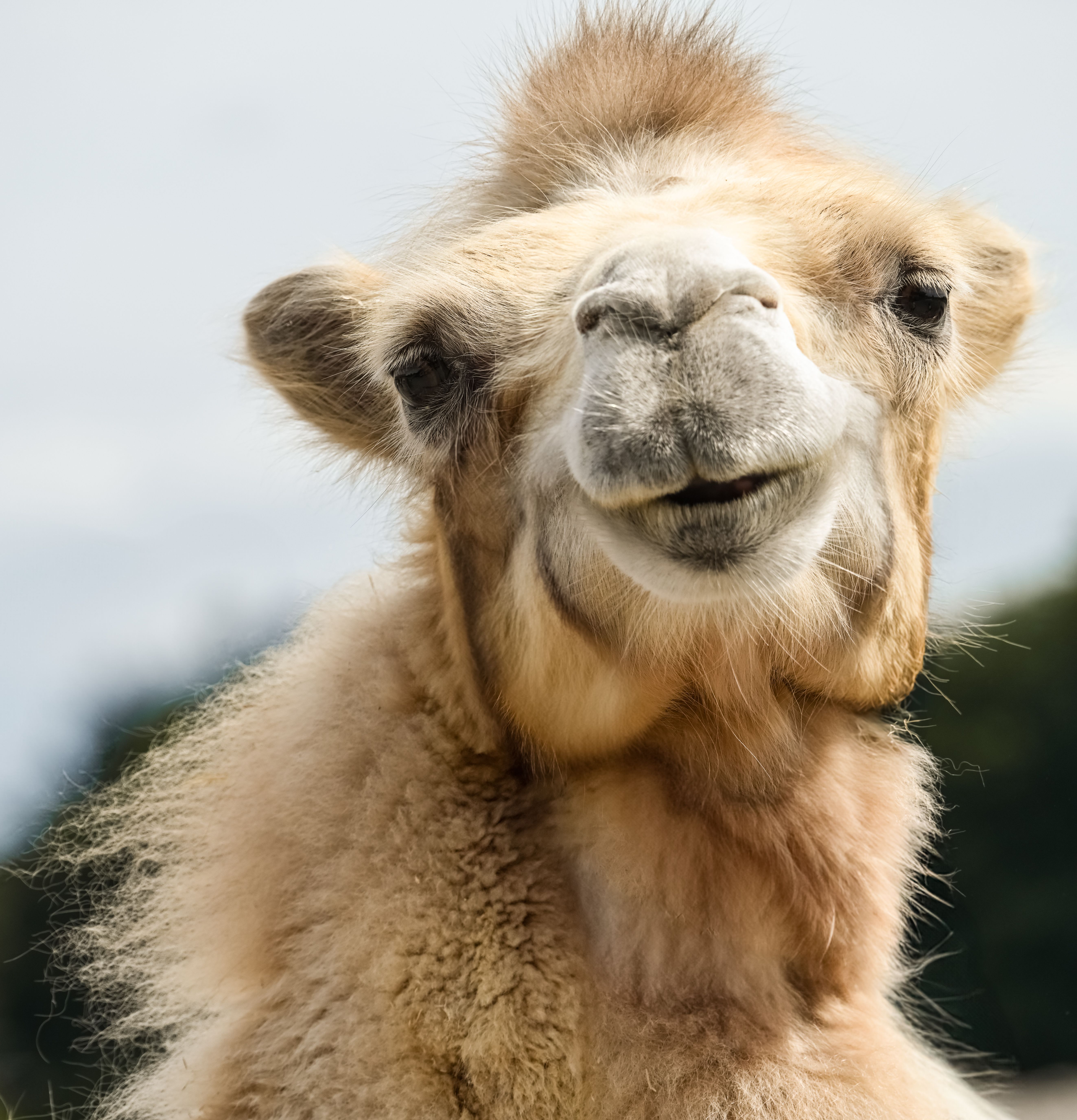 Close-Up of a Bactrian Camel in Iffeldorf · Free Stock Photo