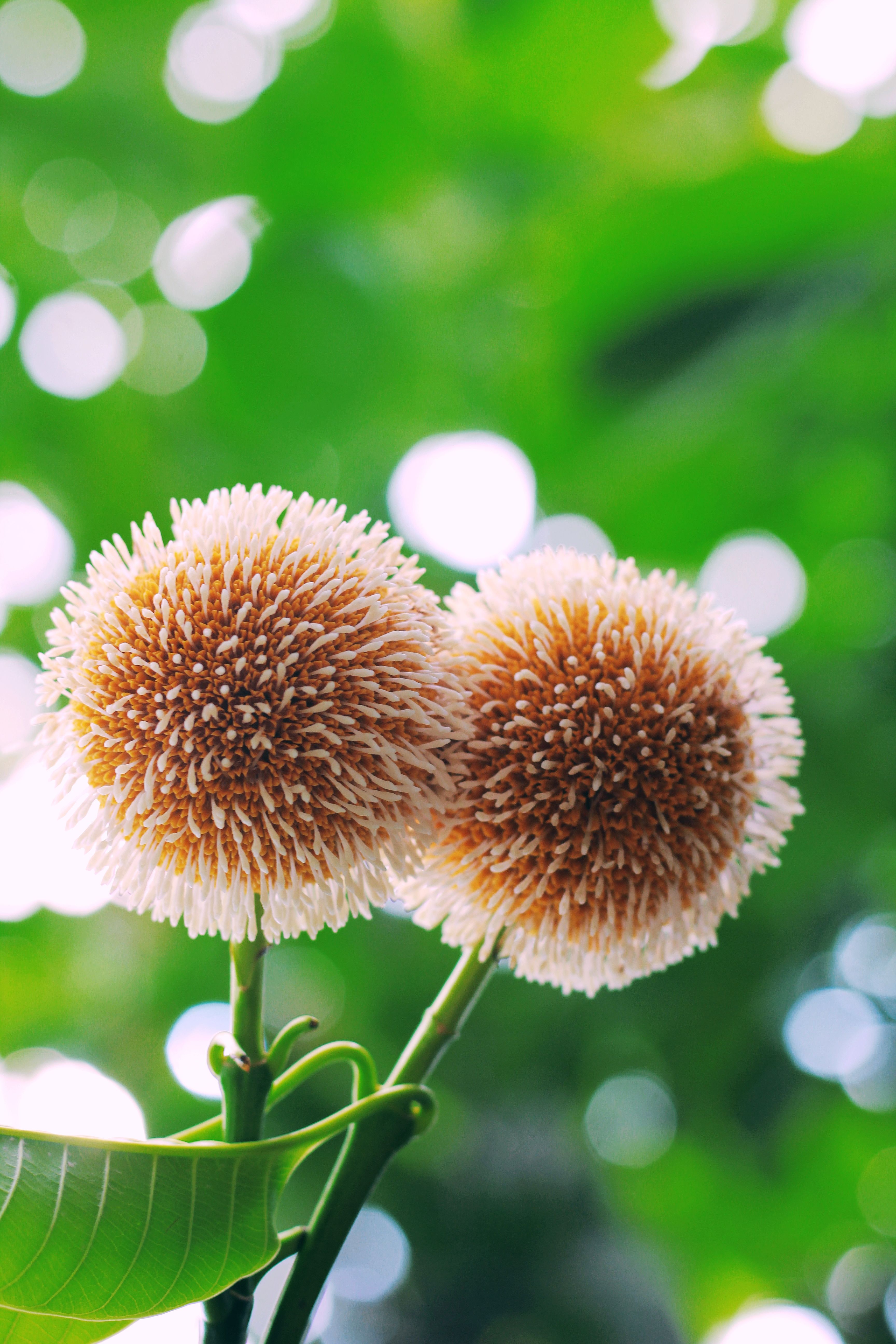 Close-up of Blooming Neolamarckia Cadamba Flowers · Free Stock Photo