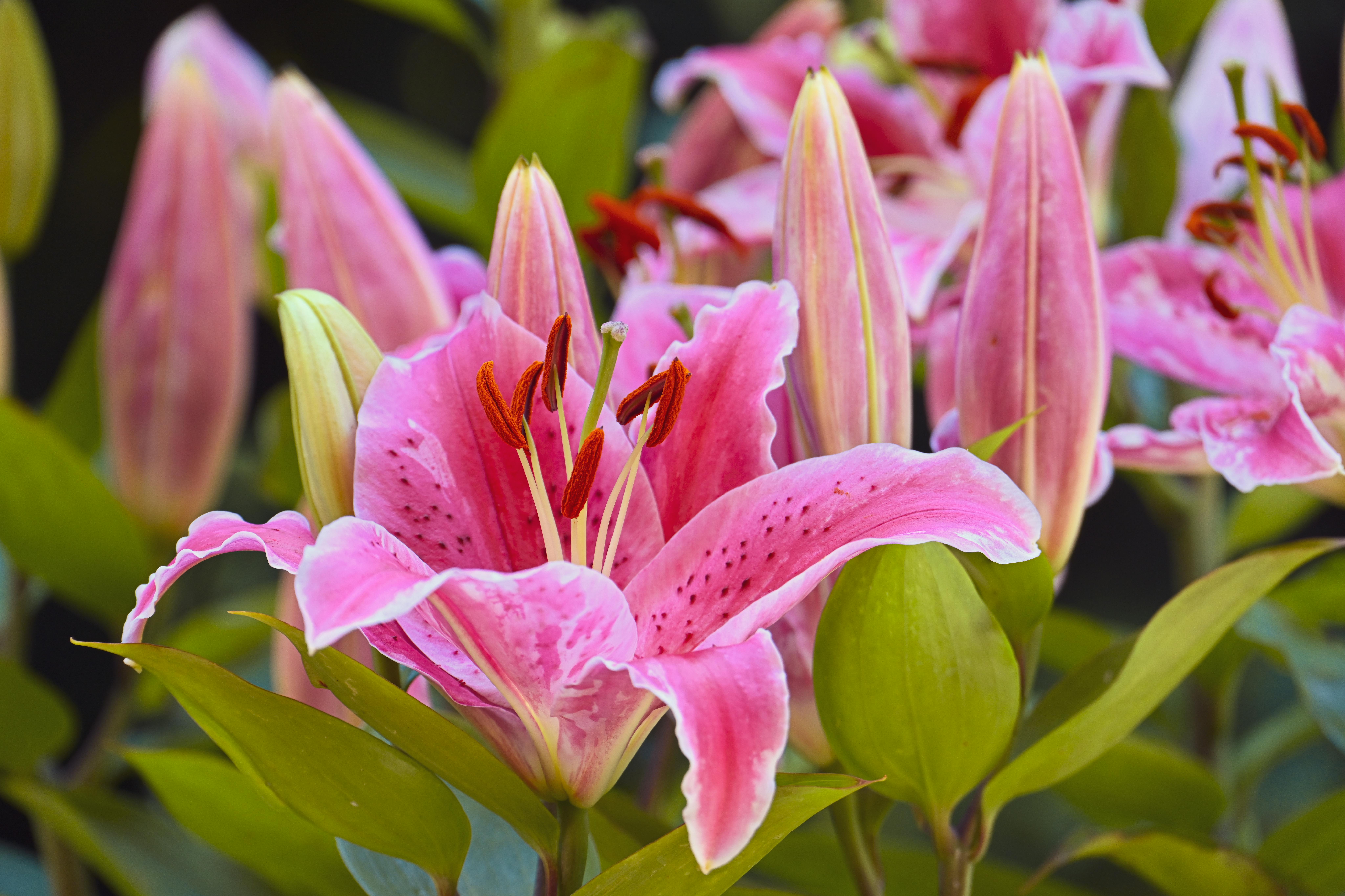 Vibrant Pink Lilies in Bloom Close-Up · Free Stock Photo