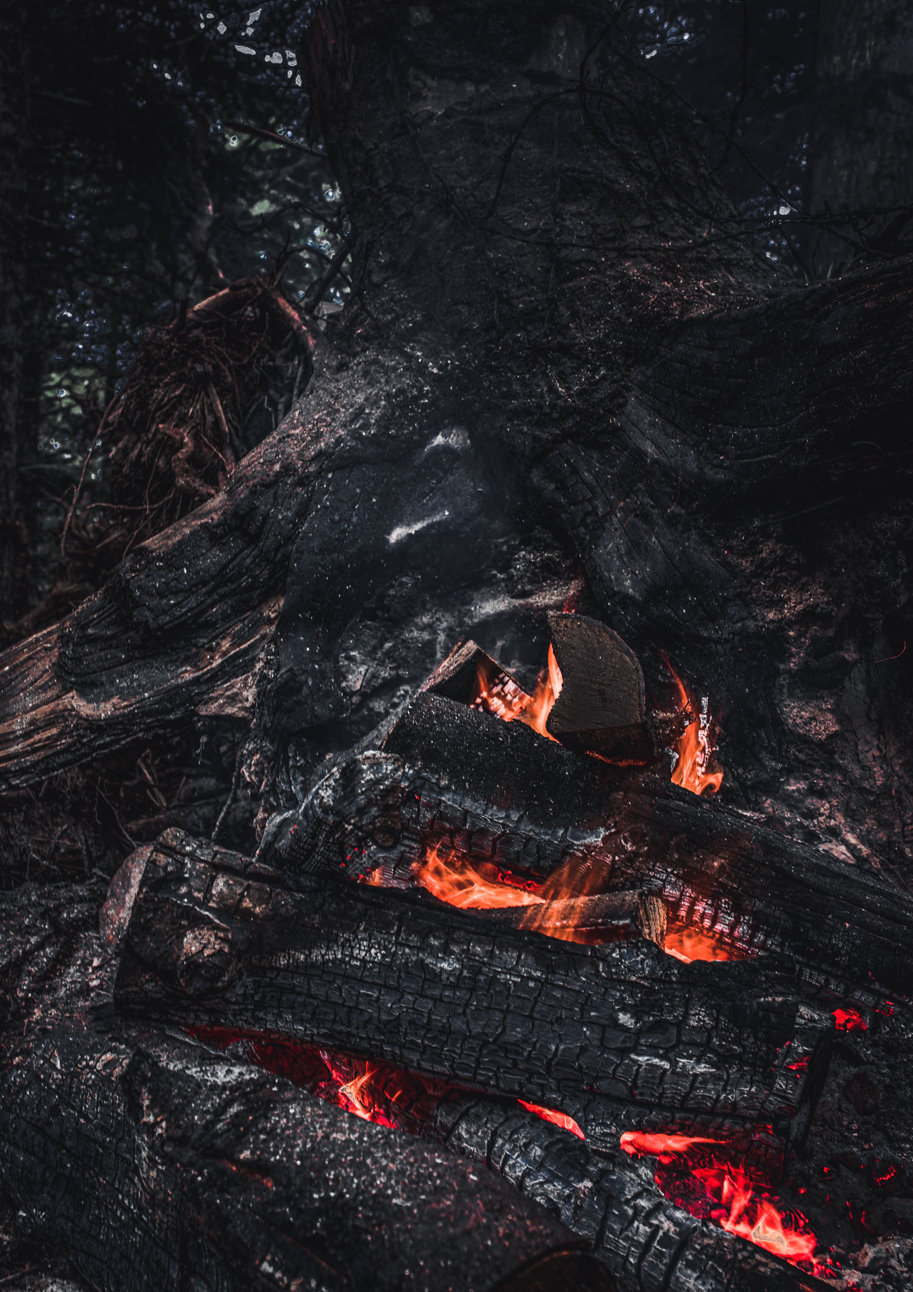 Feu De Camp Maussade Dans Un Cadre Forestier Dense · Photo gratuite