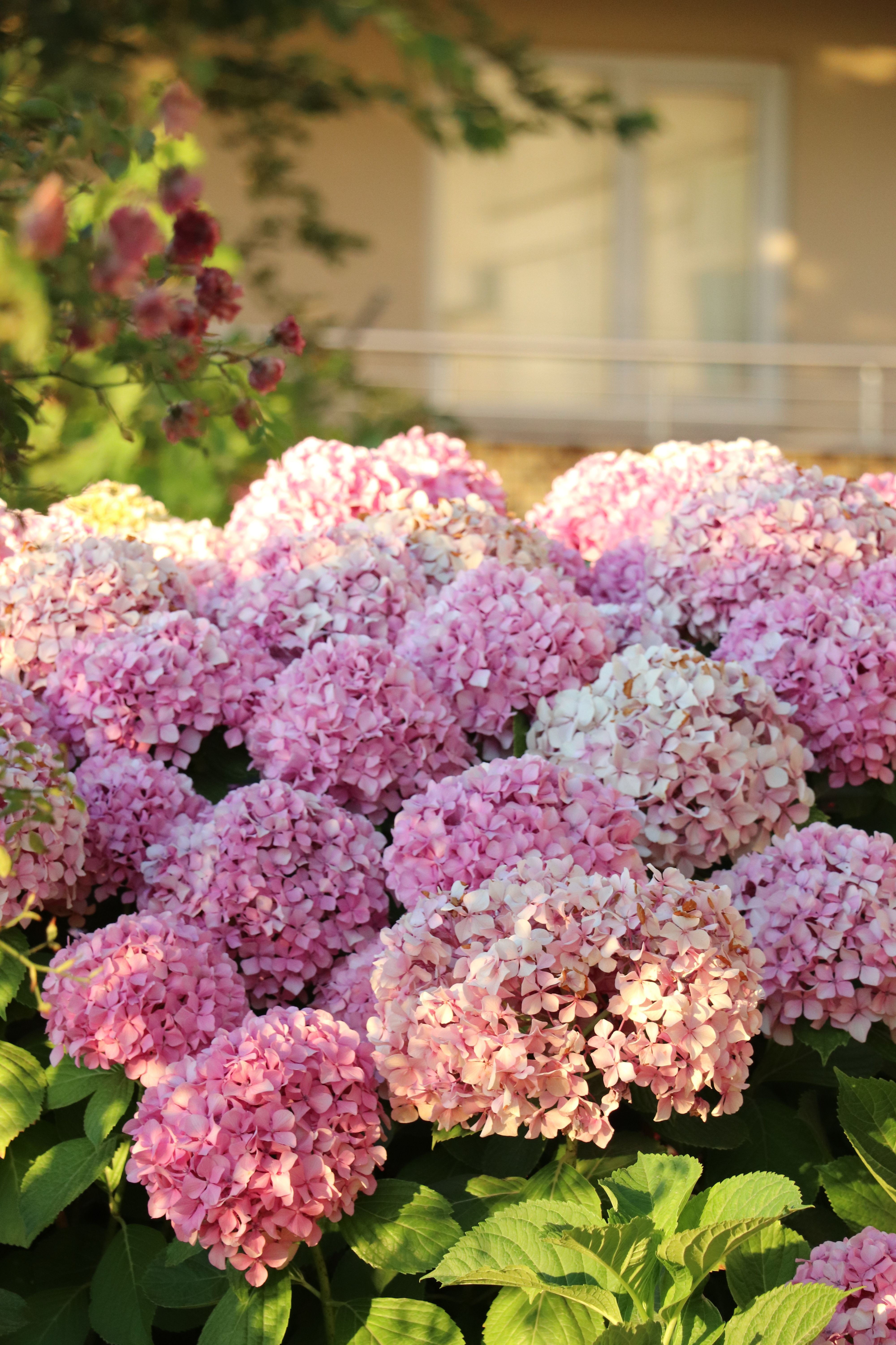 Hydrangea Photos, Download The BEST Free Hydrangea Stock Photos & HD Images