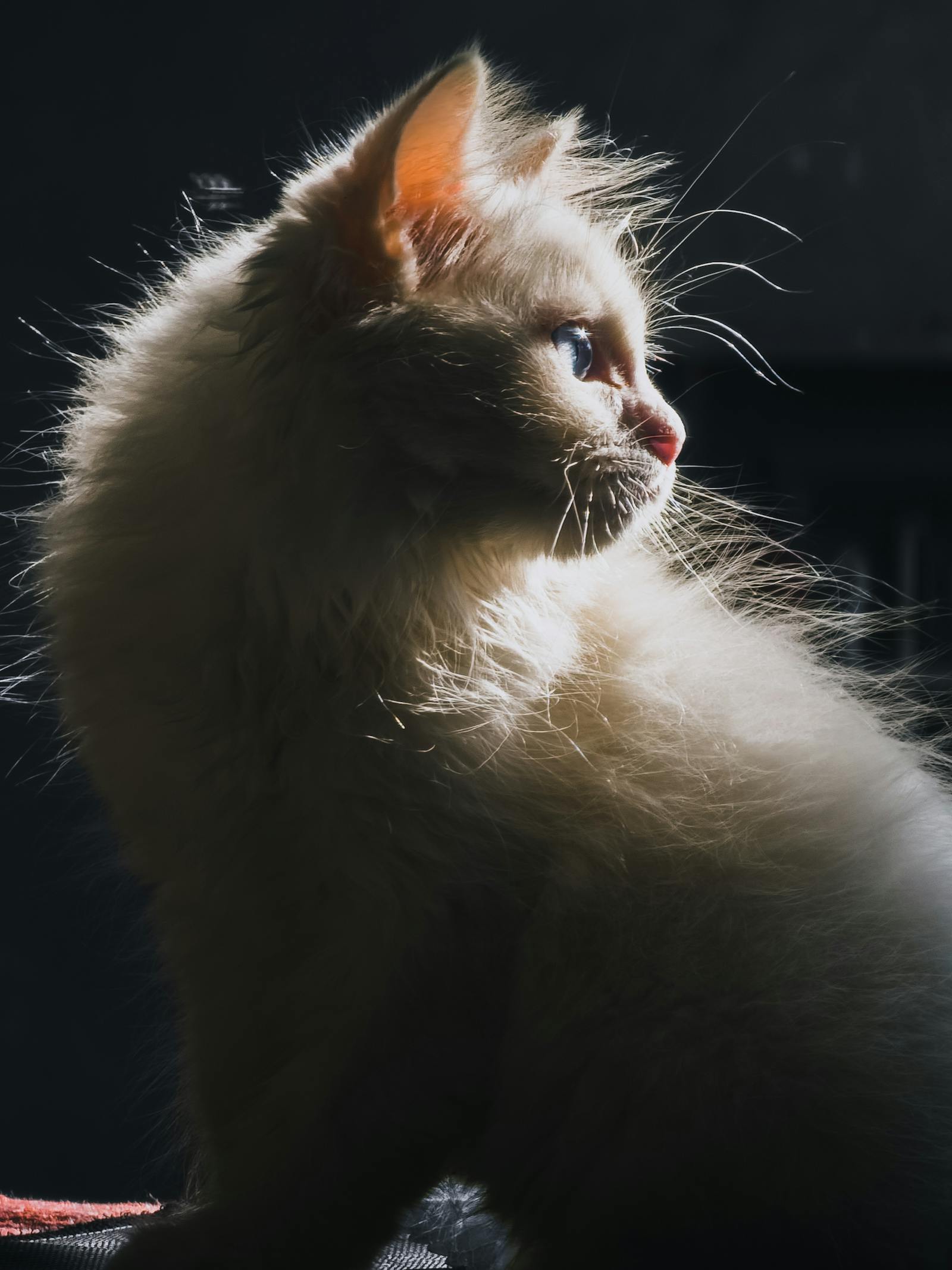 Cat Profile Photos, Download The BEST Free Cat Profile Stock Photos ...