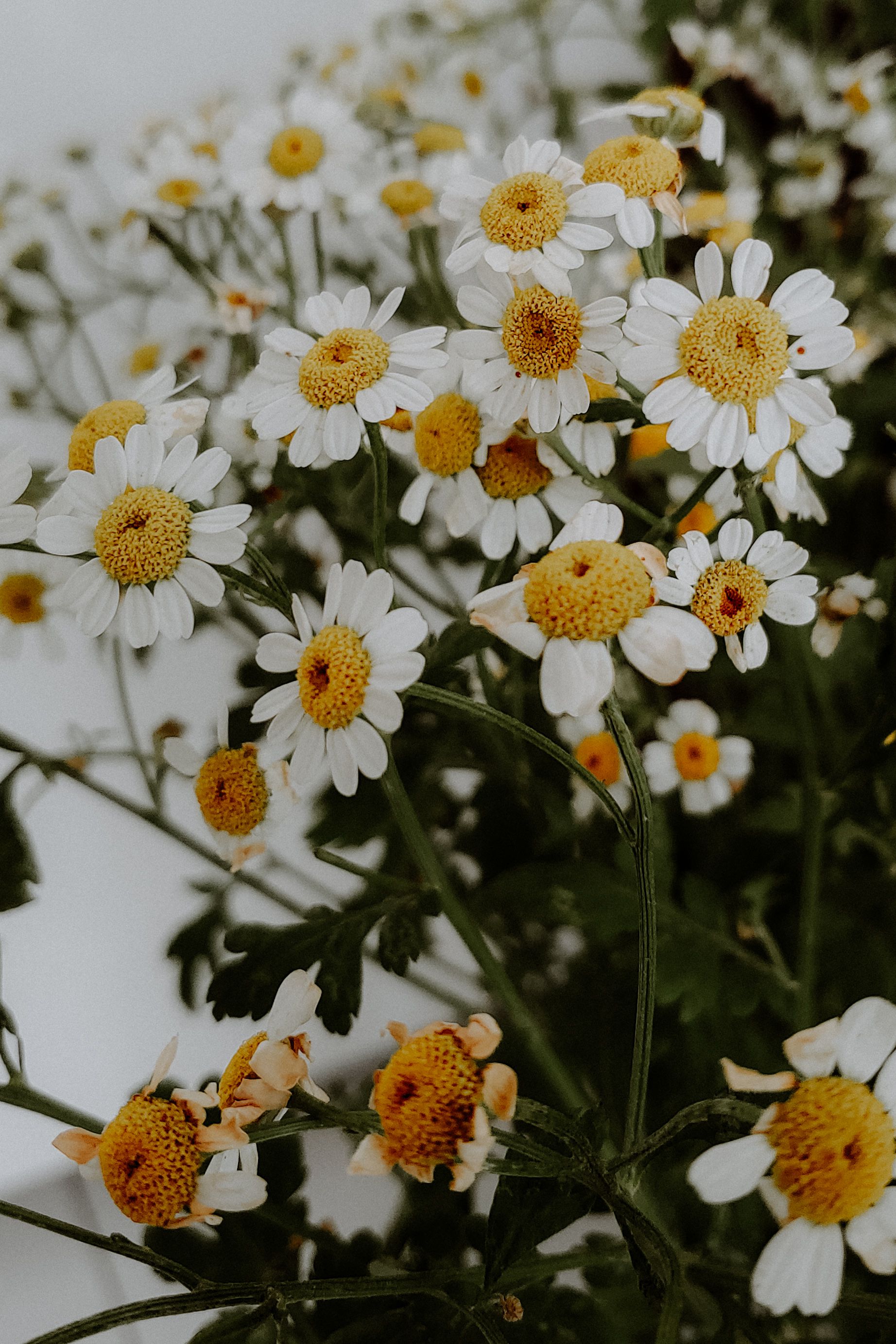 Close-Up of Beautiful Chamomile Flowers · Free Stock Photo