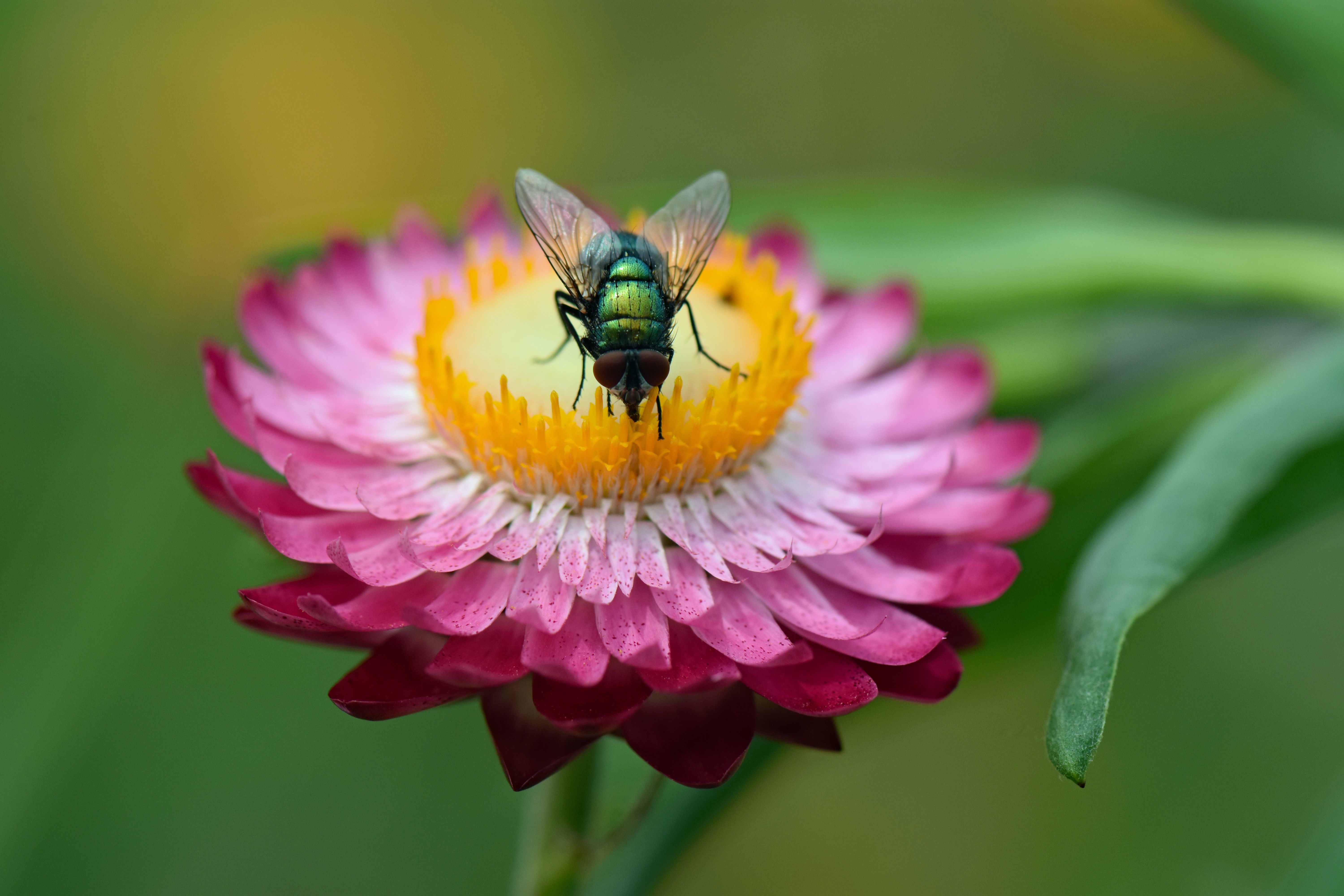 Garden Fly on Vibrant Pink Beam Flower in Antwerpen · Free Stock Photo