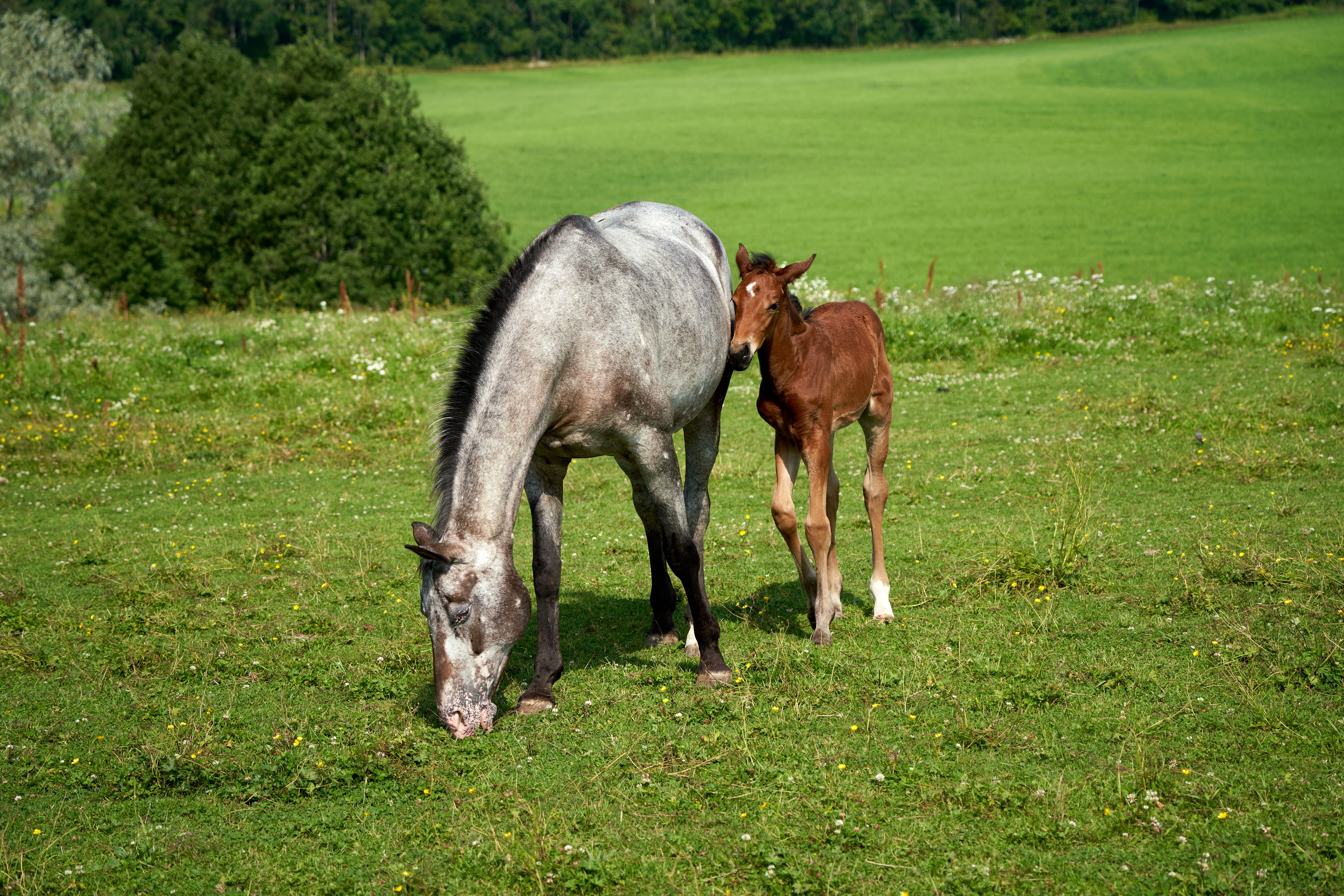 Roan Horse and Foal Grazing in Norwegian Pasture · Free Stock Photo