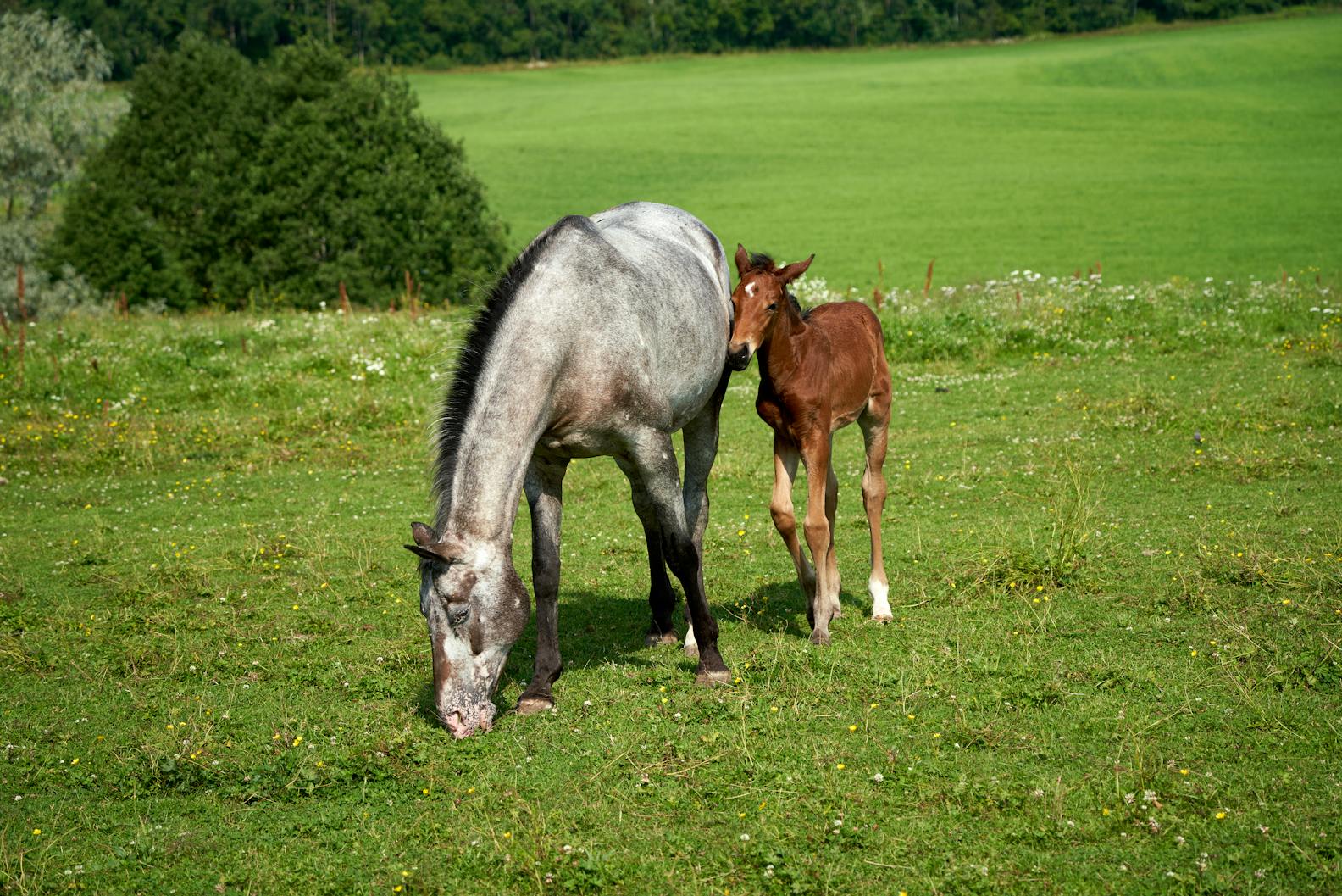 Exploring Horse Types Roan Breeds and Patterns Worldwide