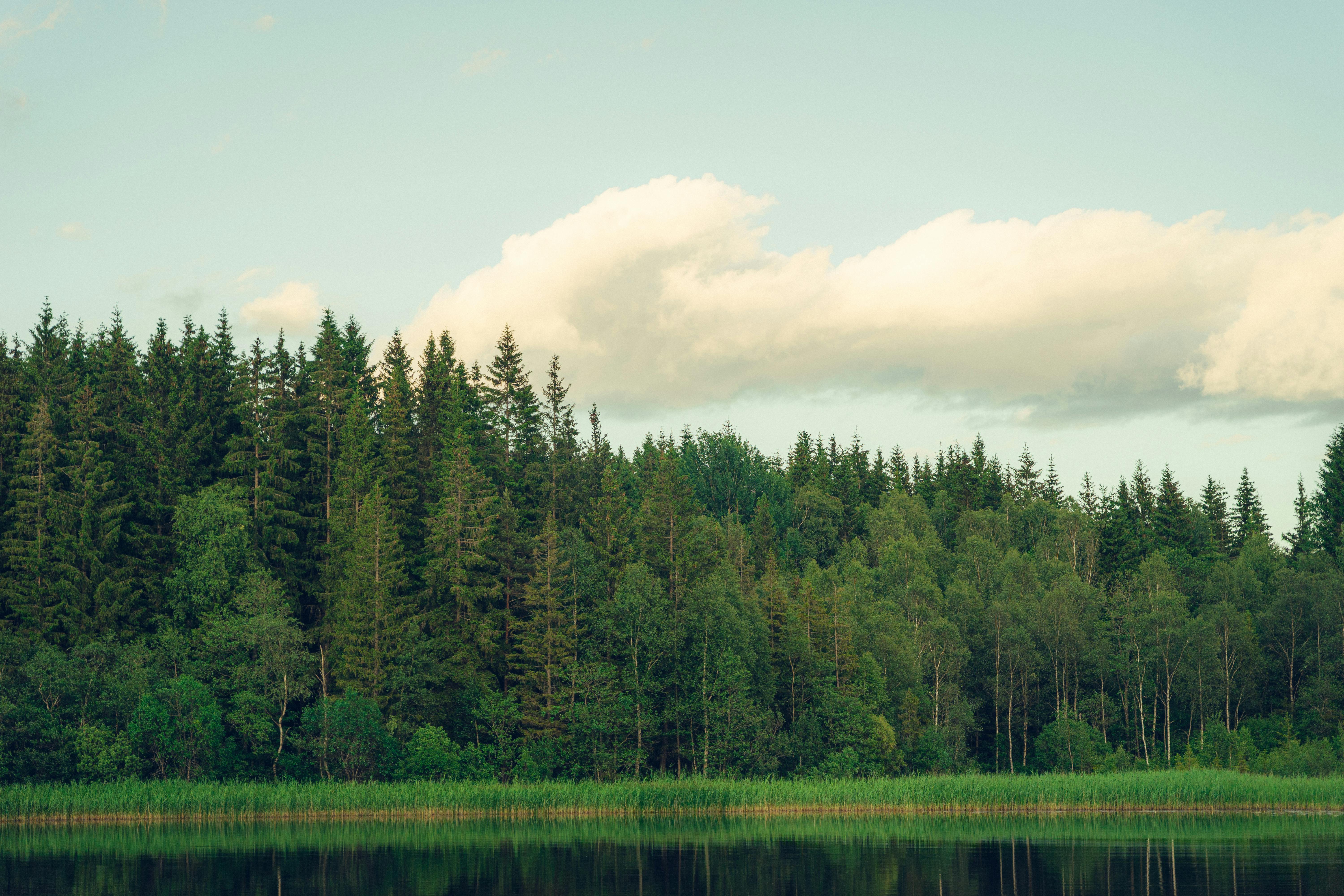 Sweden Forest Photos, Download The BEST Free Sweden Forest Stock Photos ...