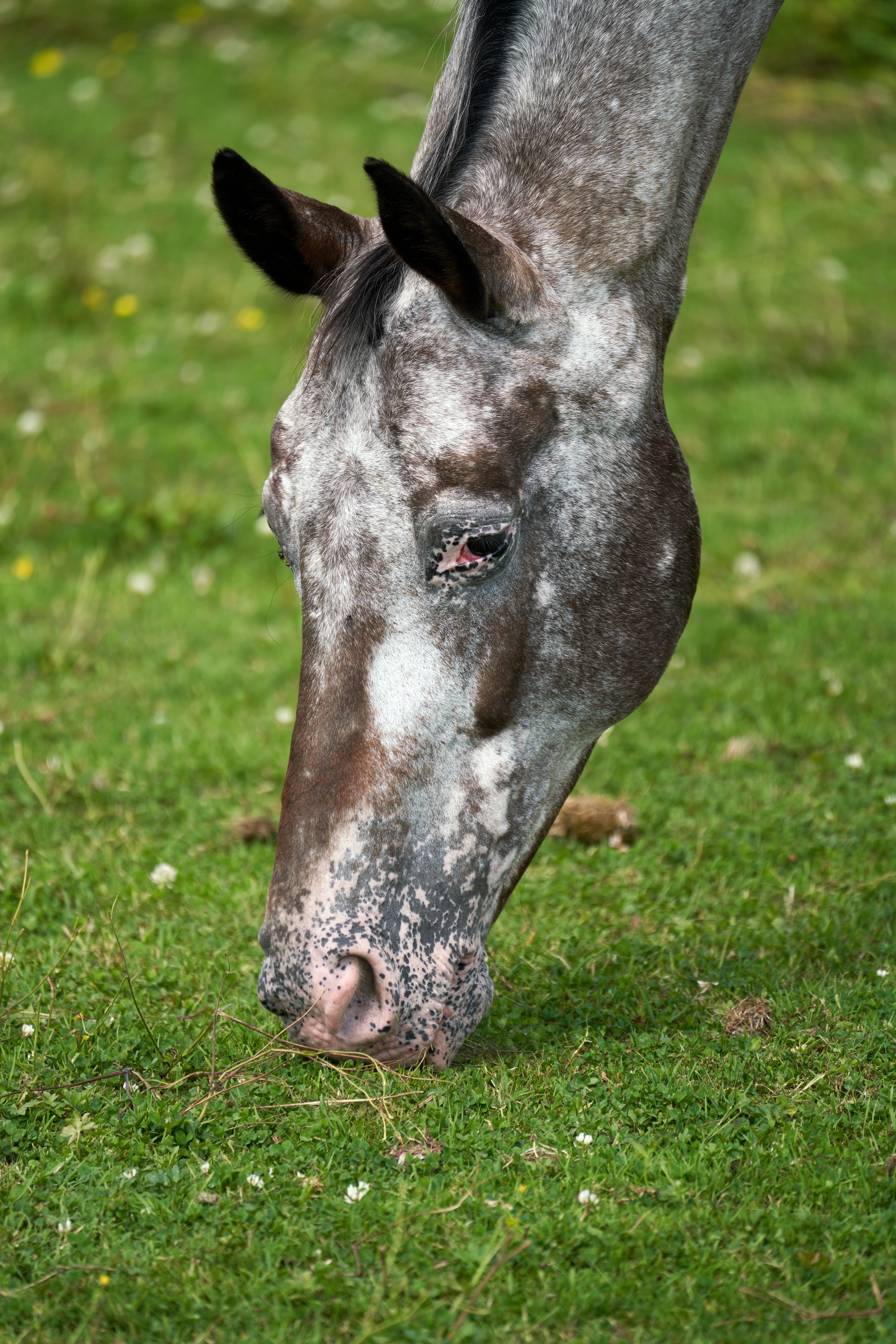 Roan Horse Grazing in Norwegian Meadow · Free Stock Photo