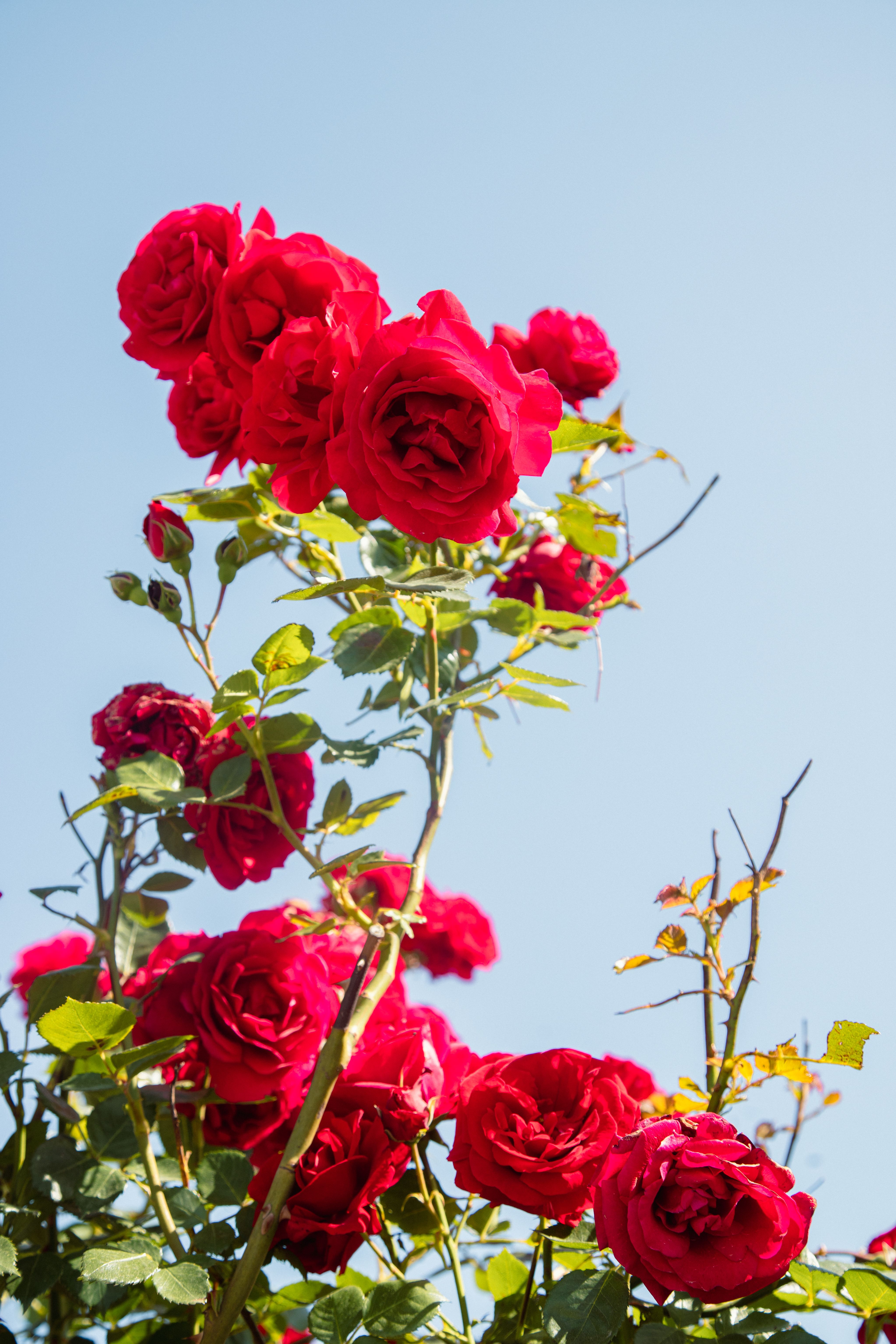 Vivid Red Roses Against Clear Blue Sky · Free Stock Photo