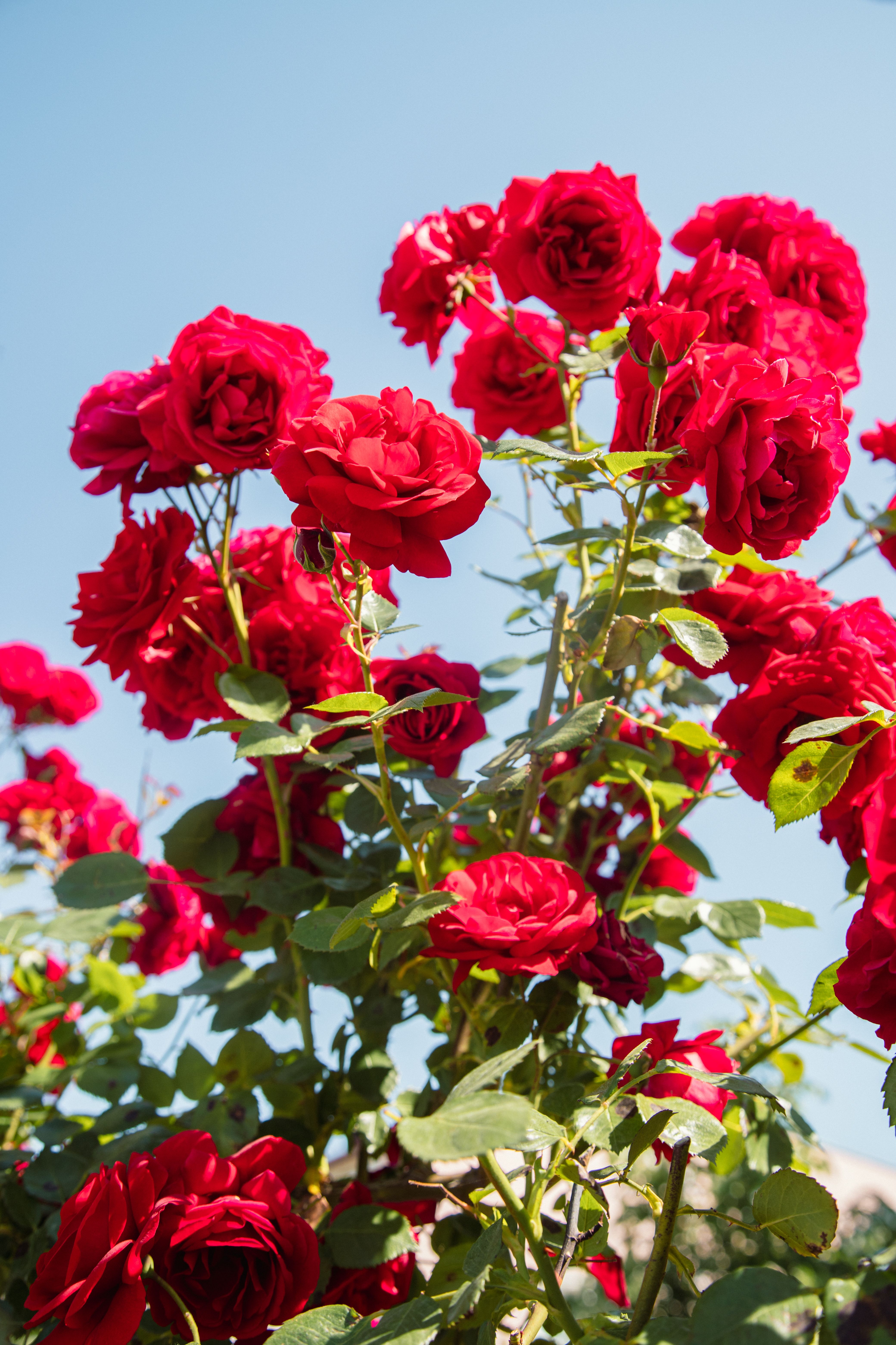 Vibrant Red Roses in Bloom Against Blue Sky · Free Stock Photo