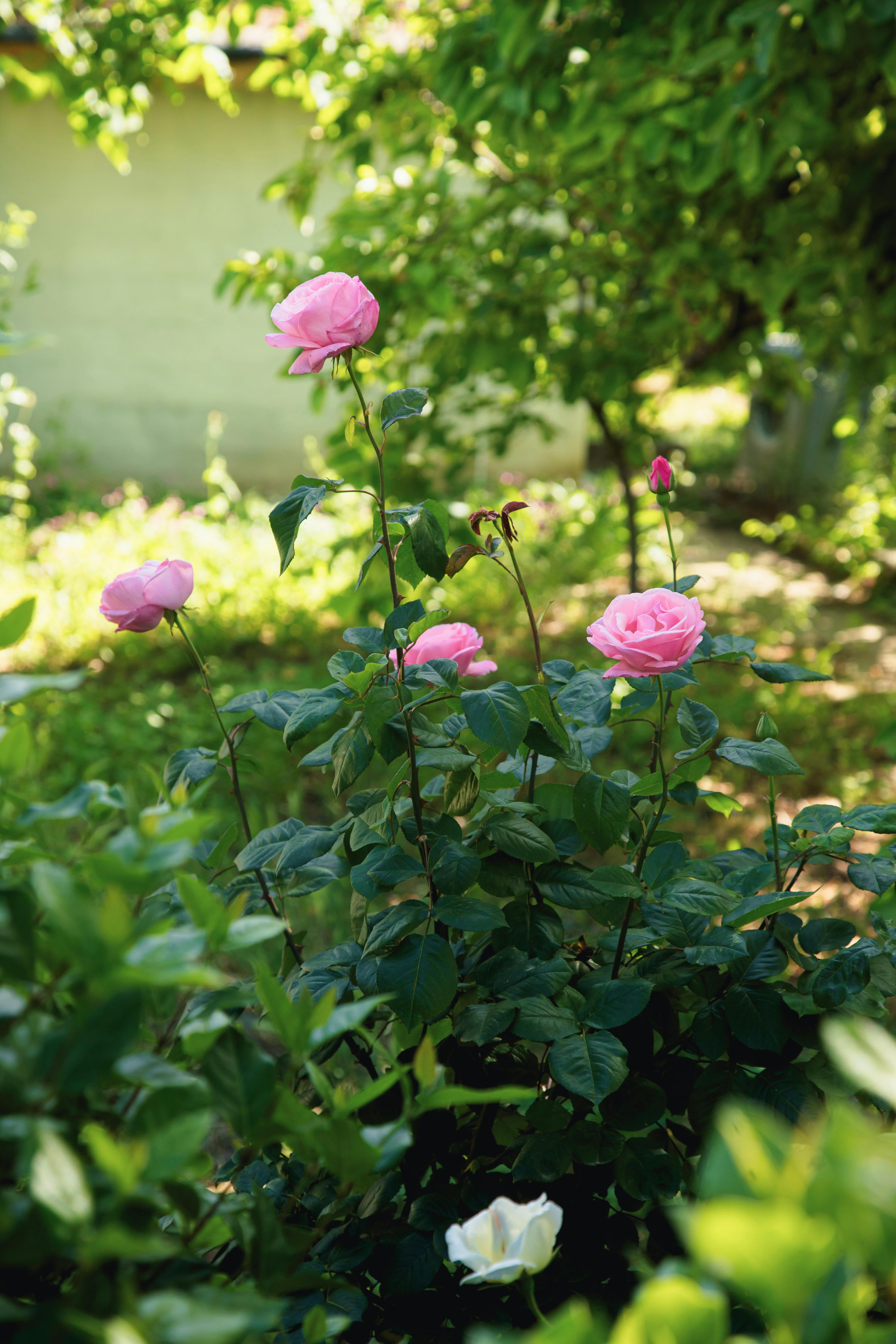 Blooming Pink Roses in Lush Garden Setting · Free Stock Photo