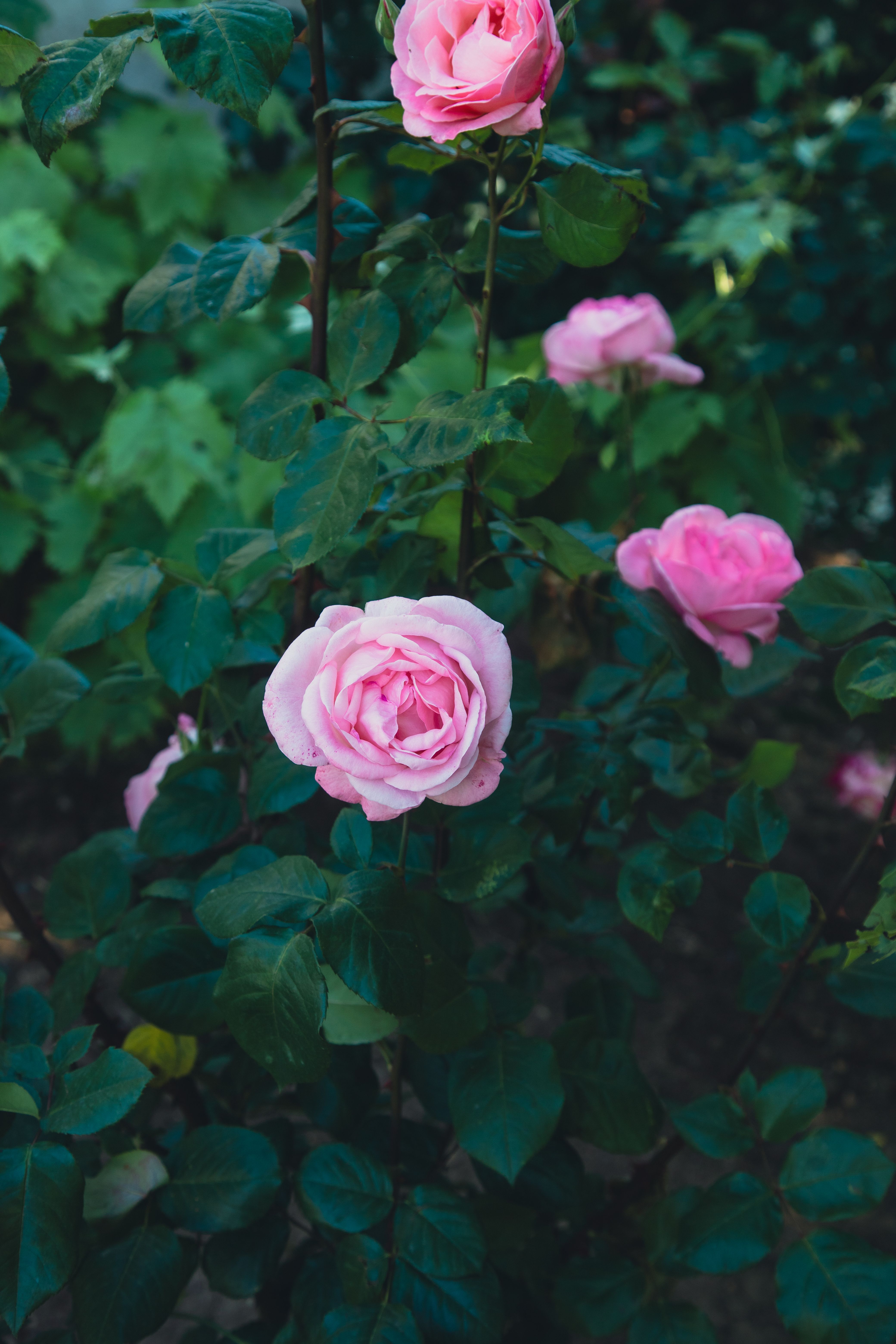 Beautiful Pink Roses in a Lush Garden · Free Stock Photo
