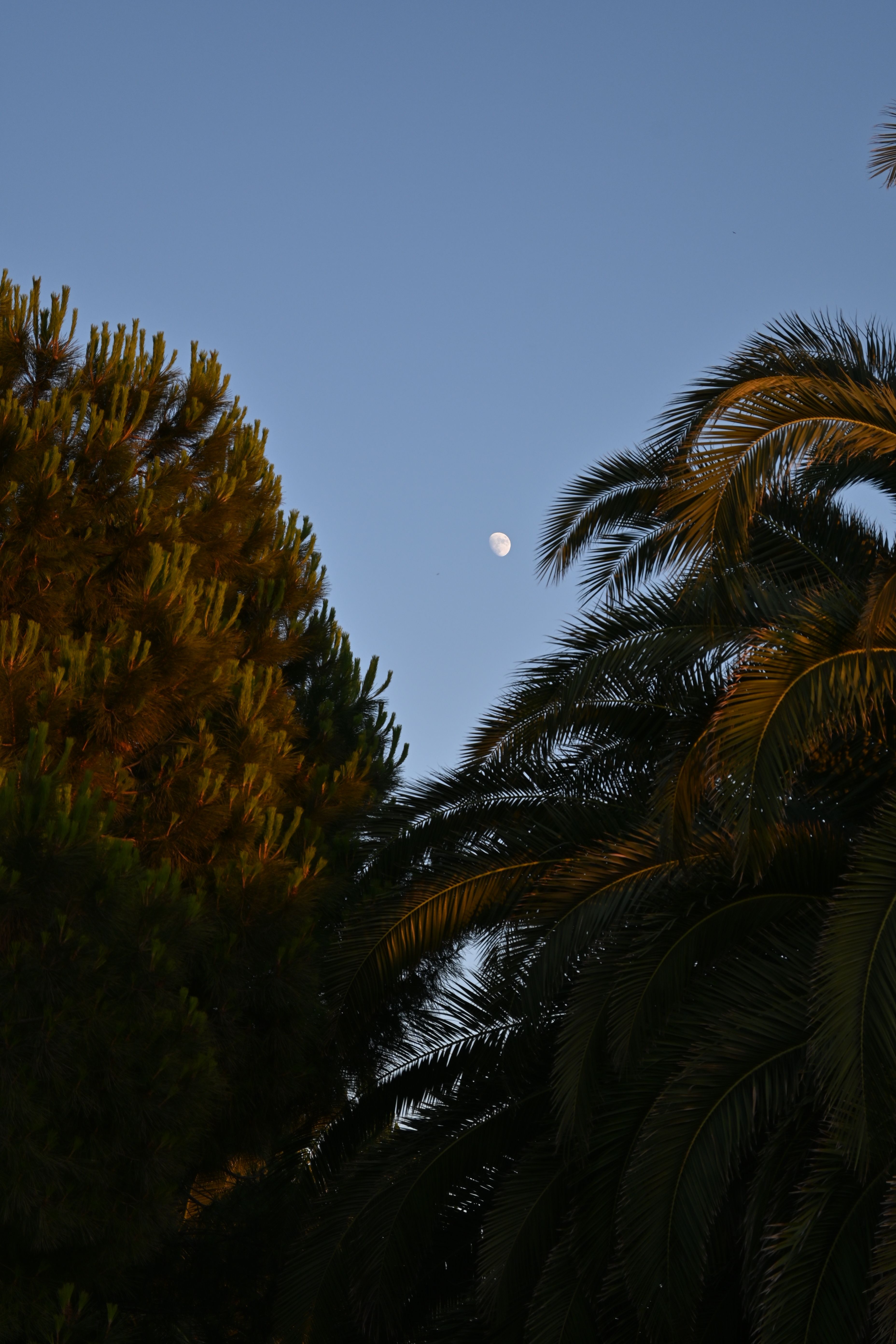 Moonrise Over Palm Trees and Pine at Dusk · Free Stock Photo
