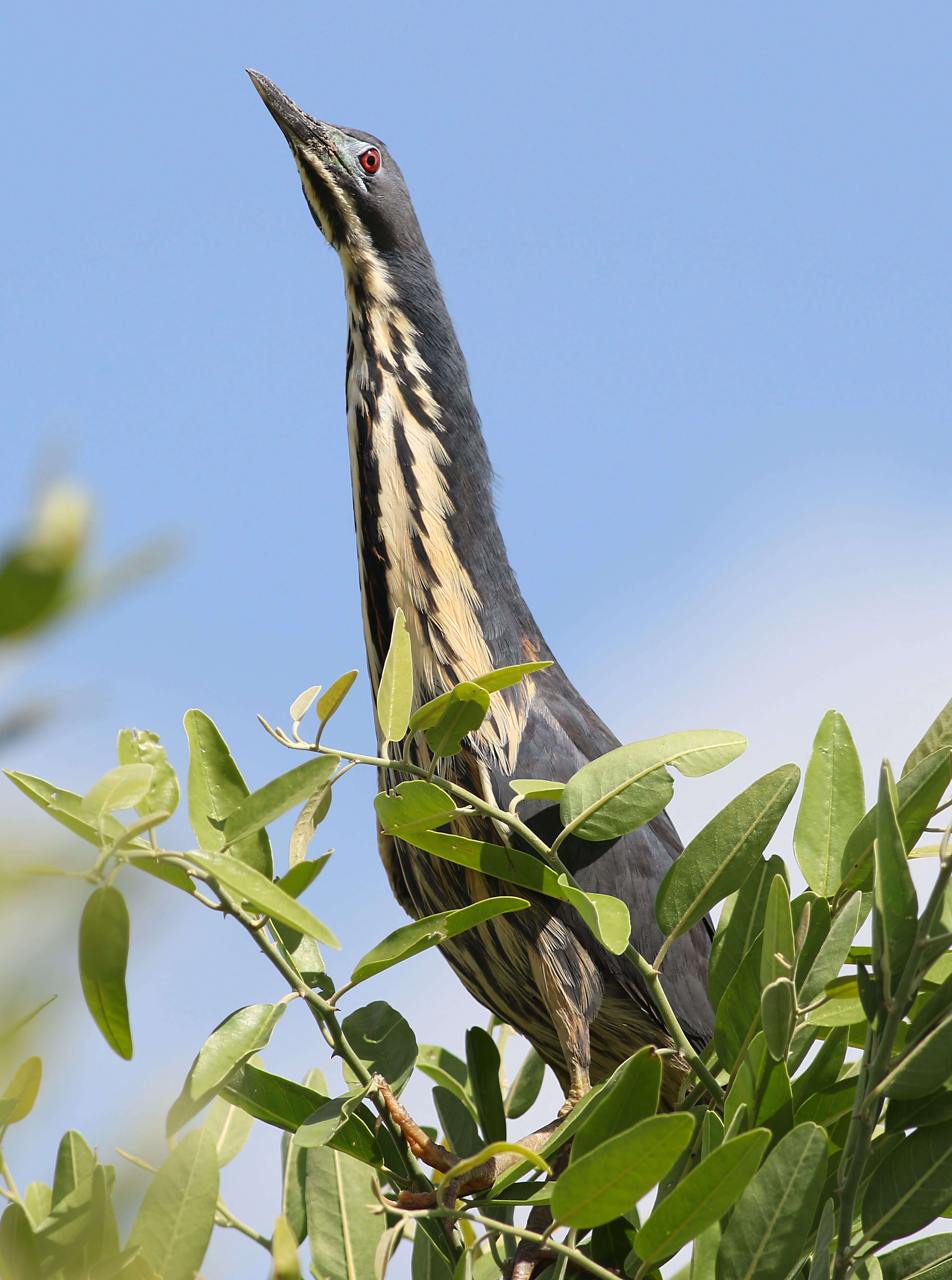 Dwarf Bittern in Savuti's Natural Habitat · Free Stock Photo