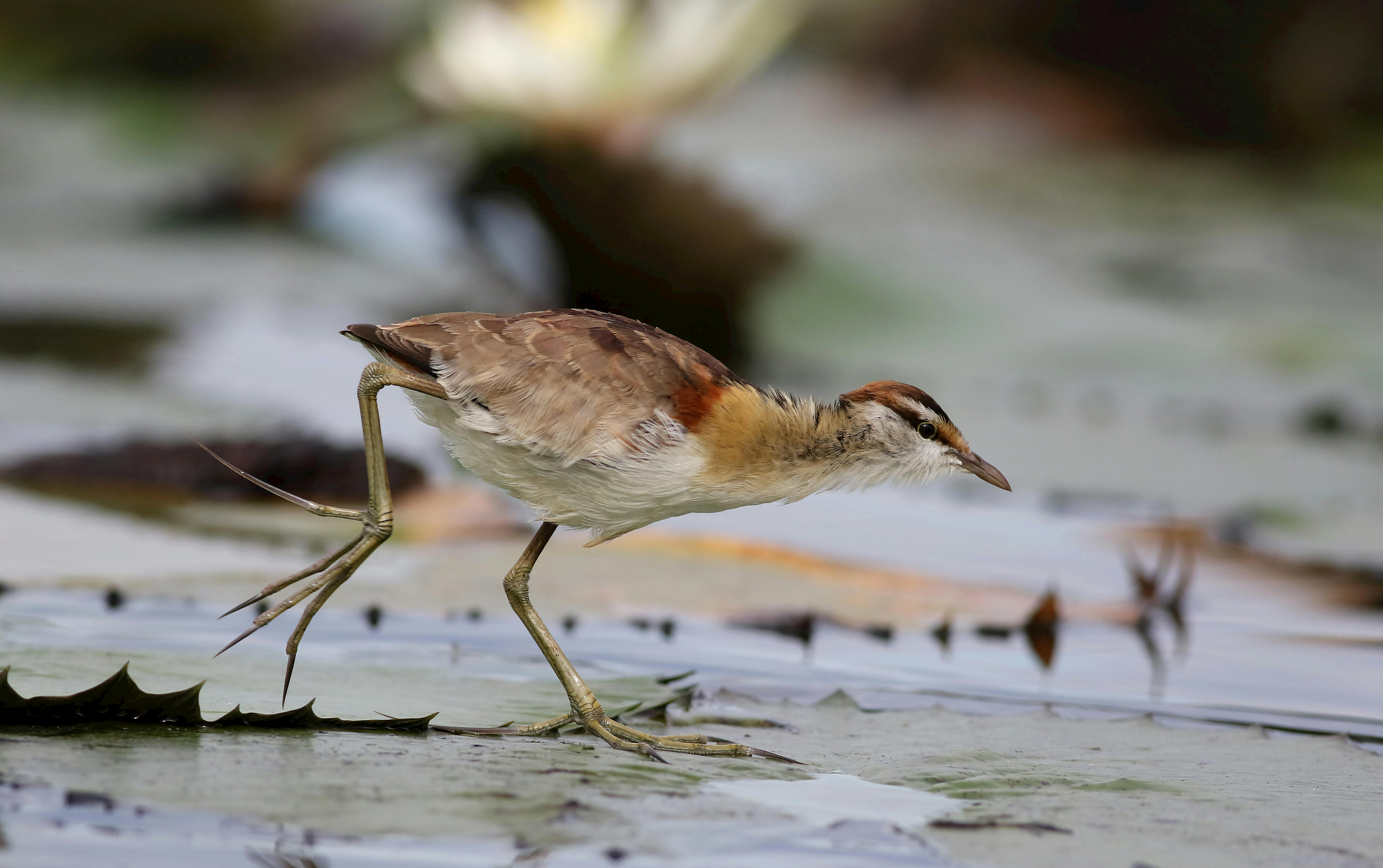 Lesser Jacana Walking on Lilypads in Wetland · Free Stock Photo